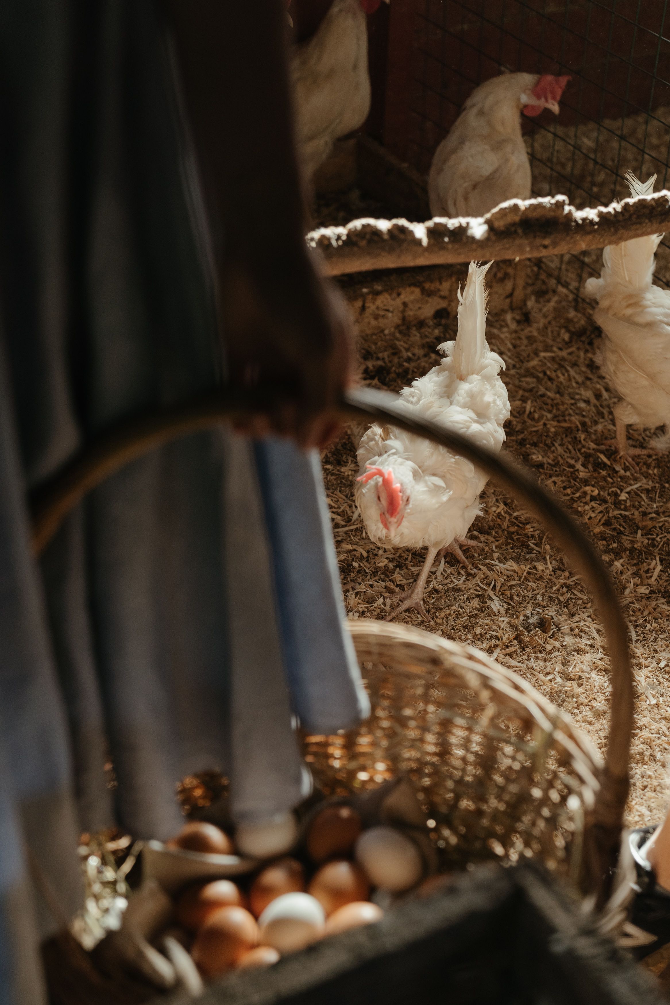 White Chicken in Cage · Free Stock Photo