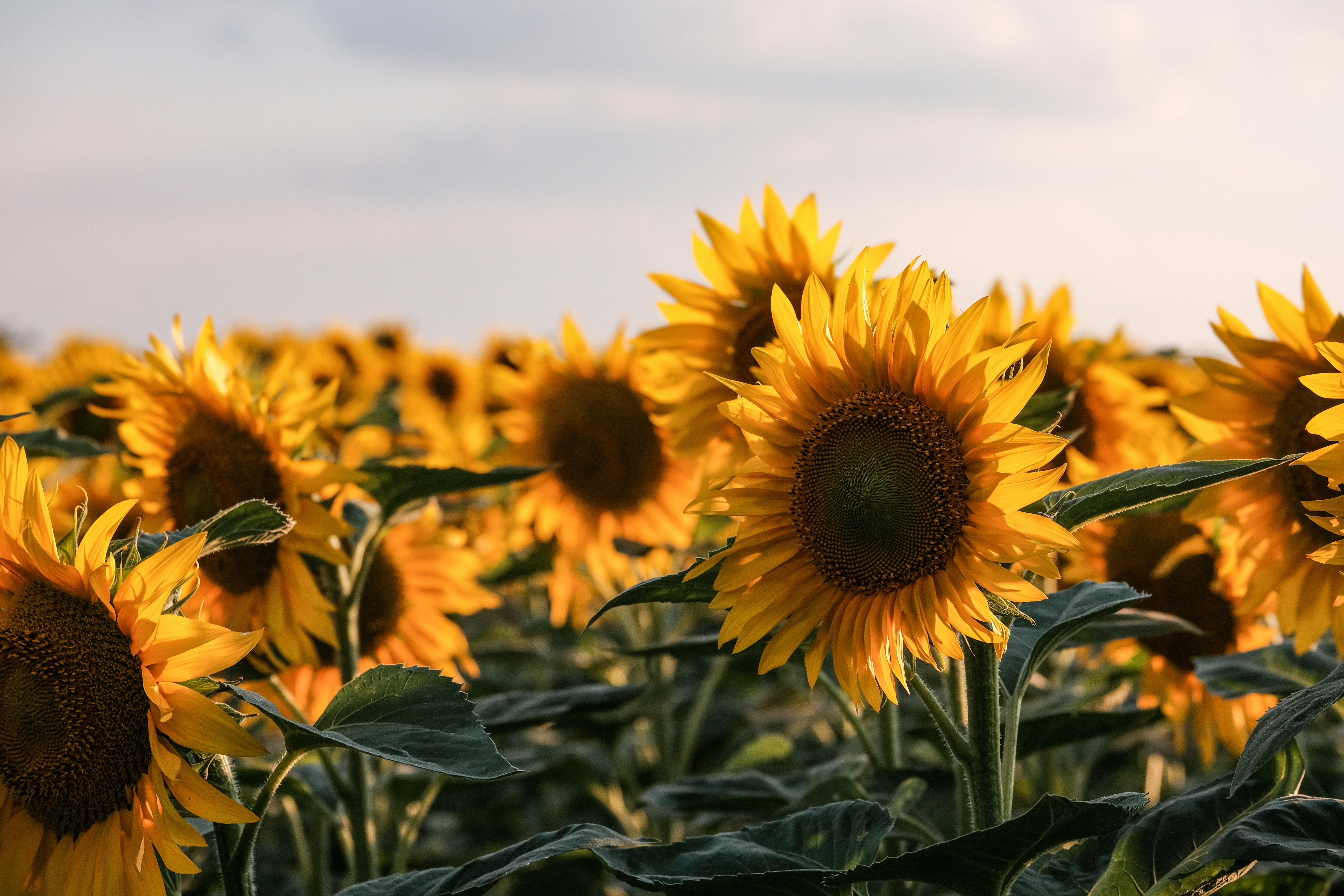 9,000+ Best Under The Species Of Sunflower Photos · 100% Free Download ...