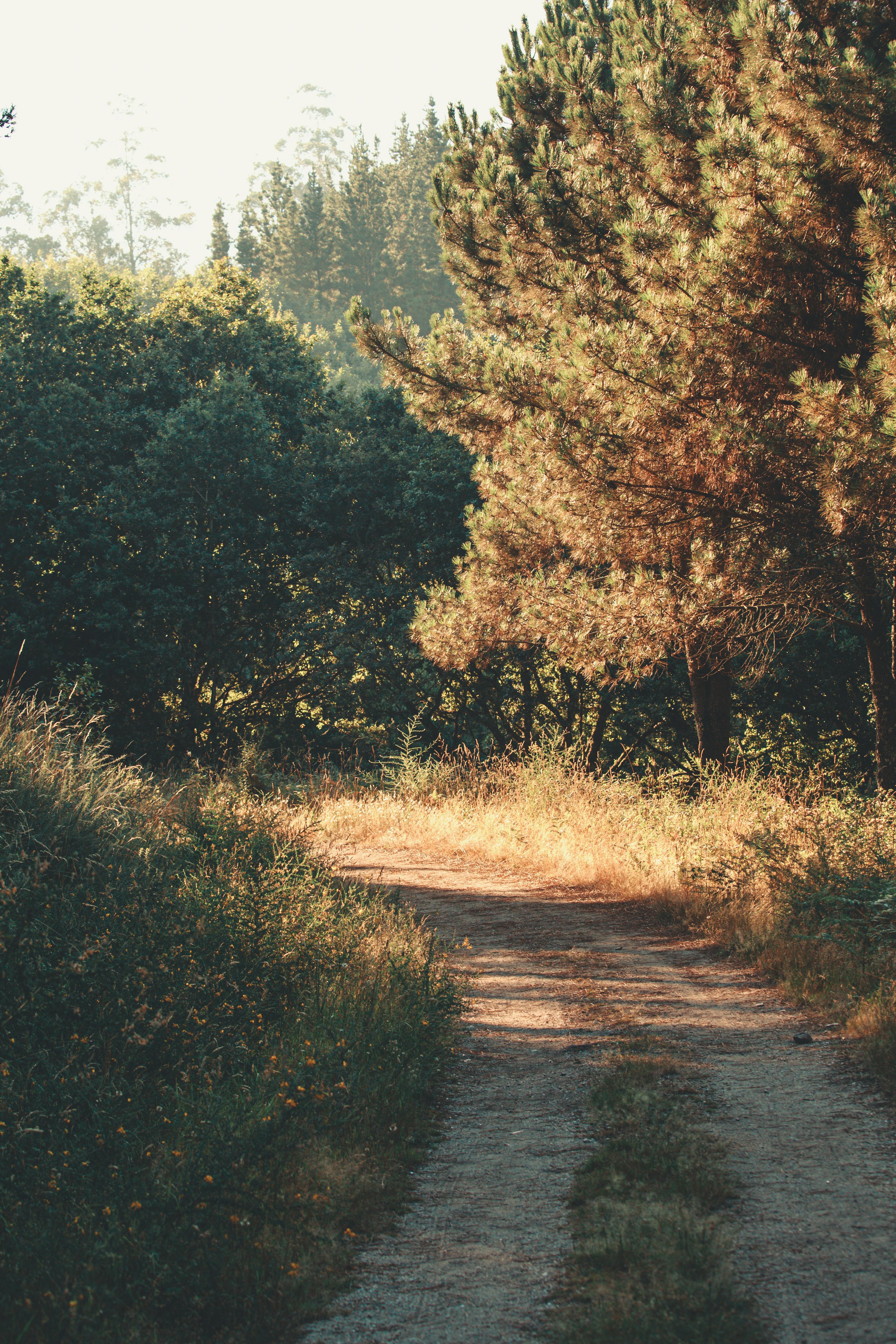 Rough pathway near growing trees in countryside · Free Stock Photo