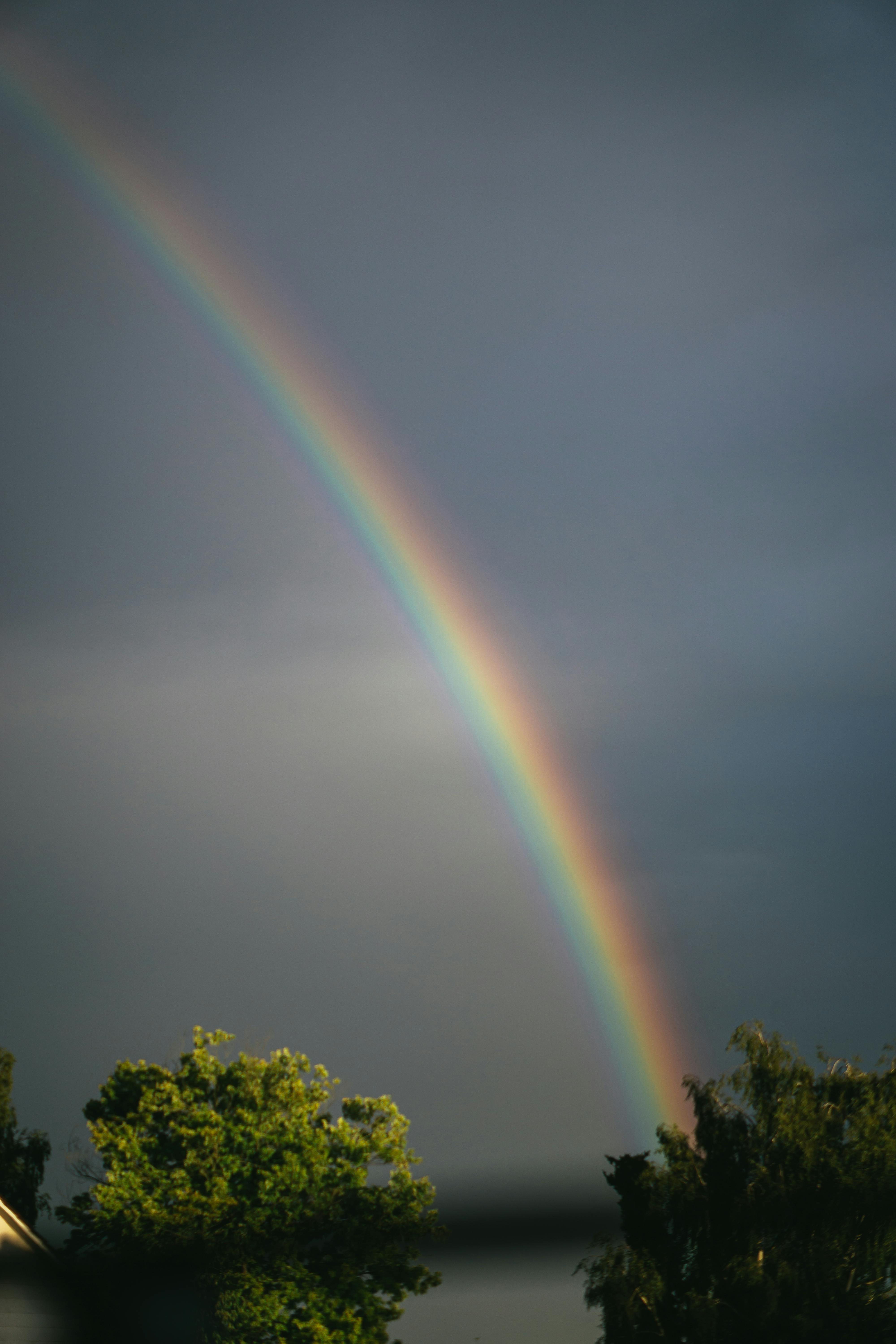 Rainbow over green trees growing in countryside · Free Stock Photo