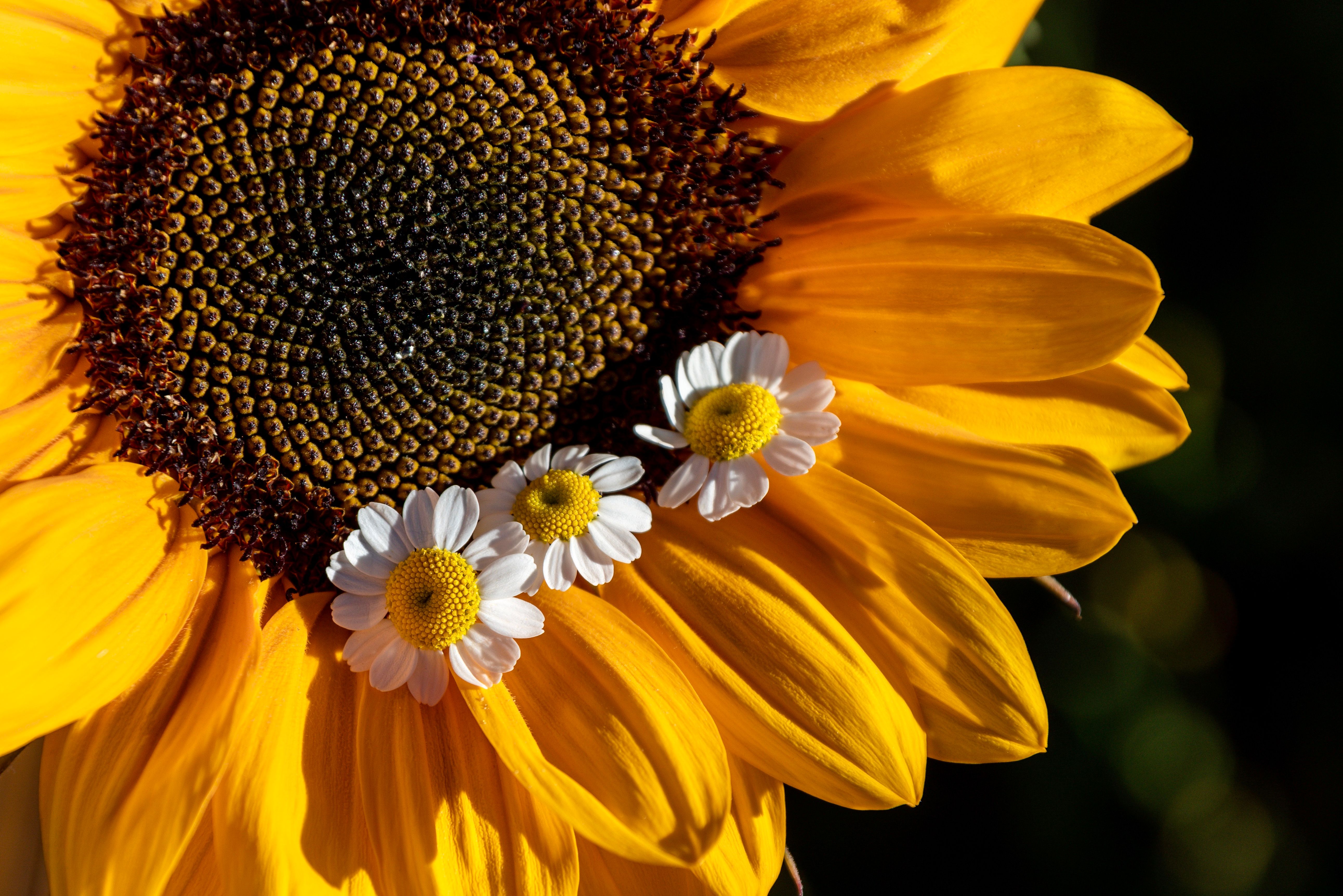 A Close-Up Shot of a Sunflower · Free Stock Photo