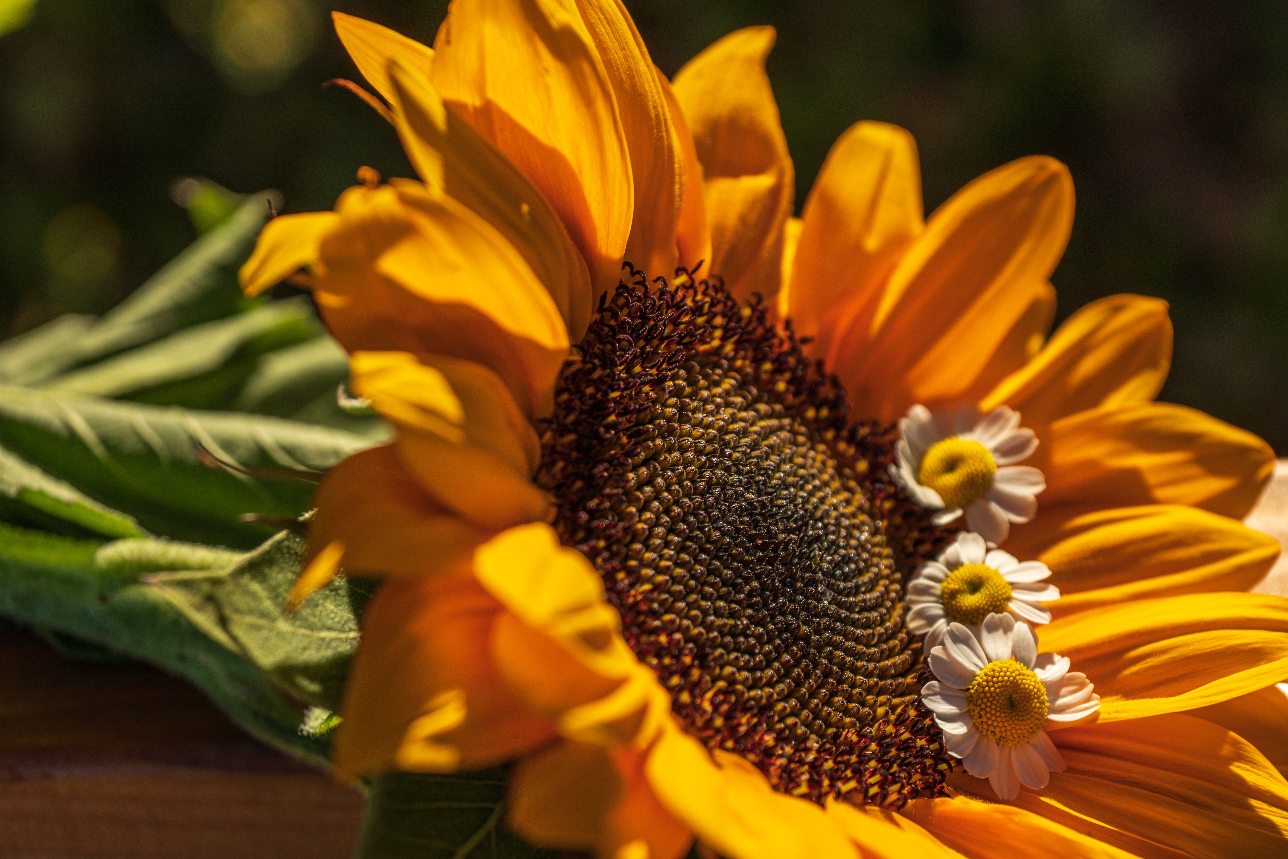 A Close-Up Shot of a Sunflower · Free Stock Photo