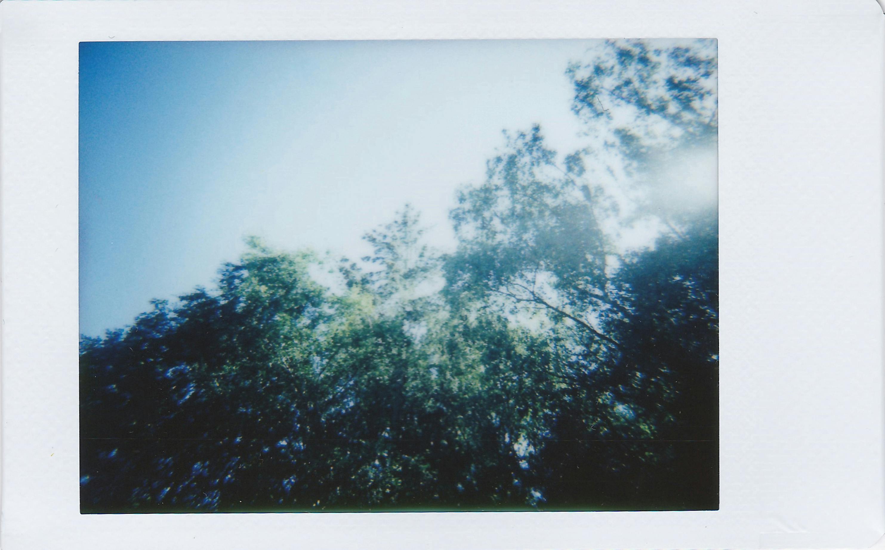 Polaroid Photo of Trees · Free Stock Photo
