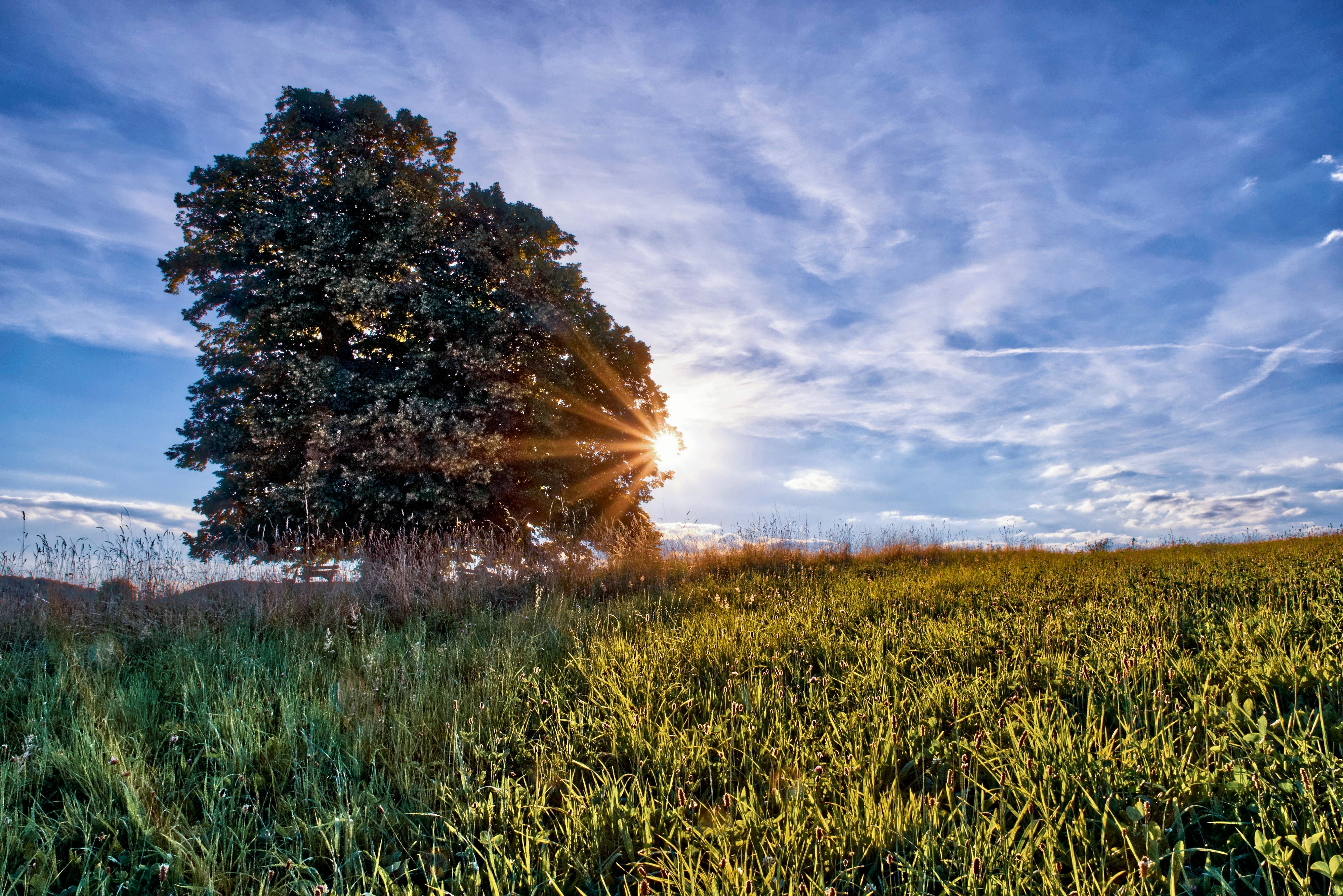 Trees Illuminated by the Setting Sun · Free Stock Photo
