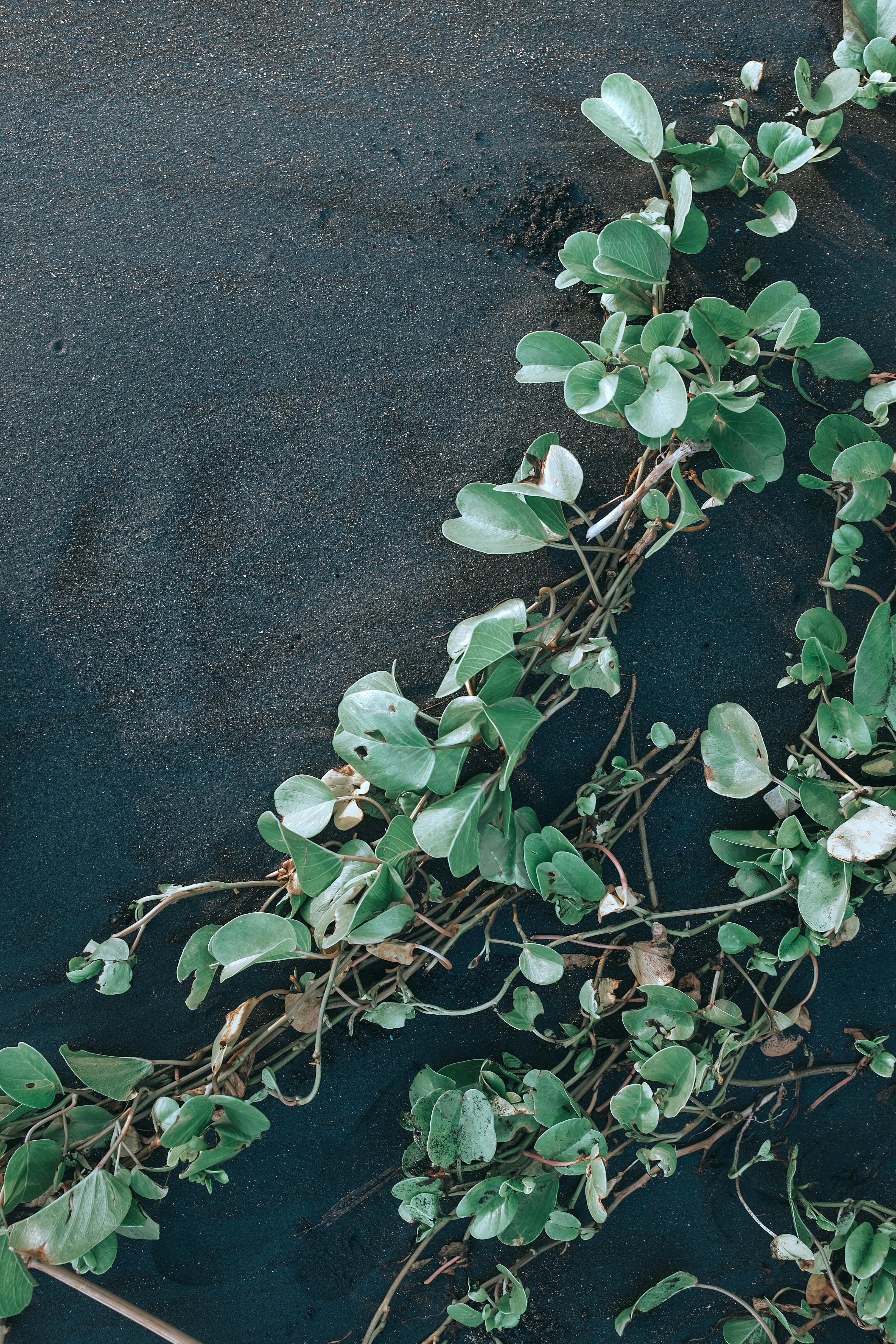 Creeping plant growing on sandy land in summer · Free Stock Photo