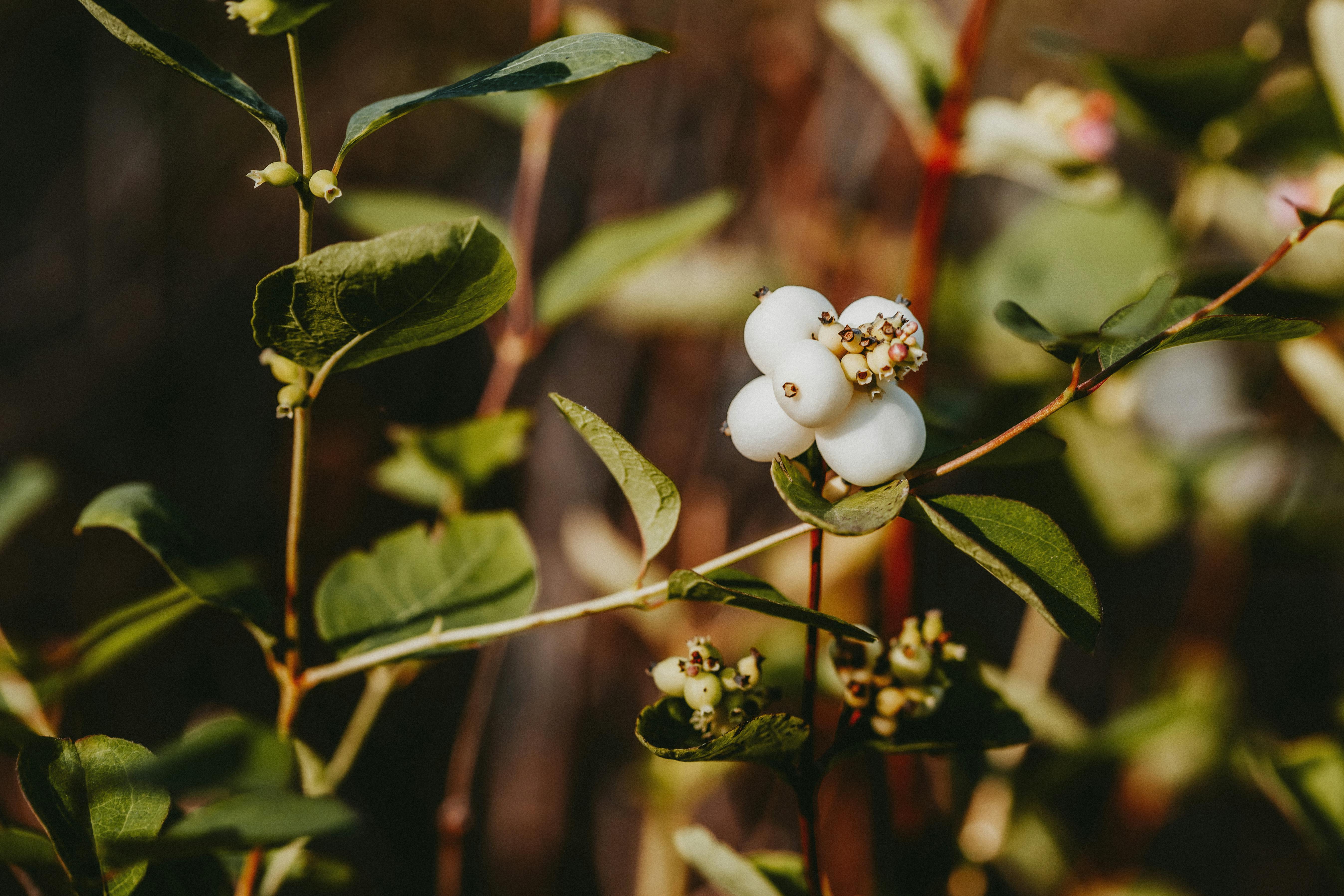 Branches of shrub with white berries · Free Stock Photo