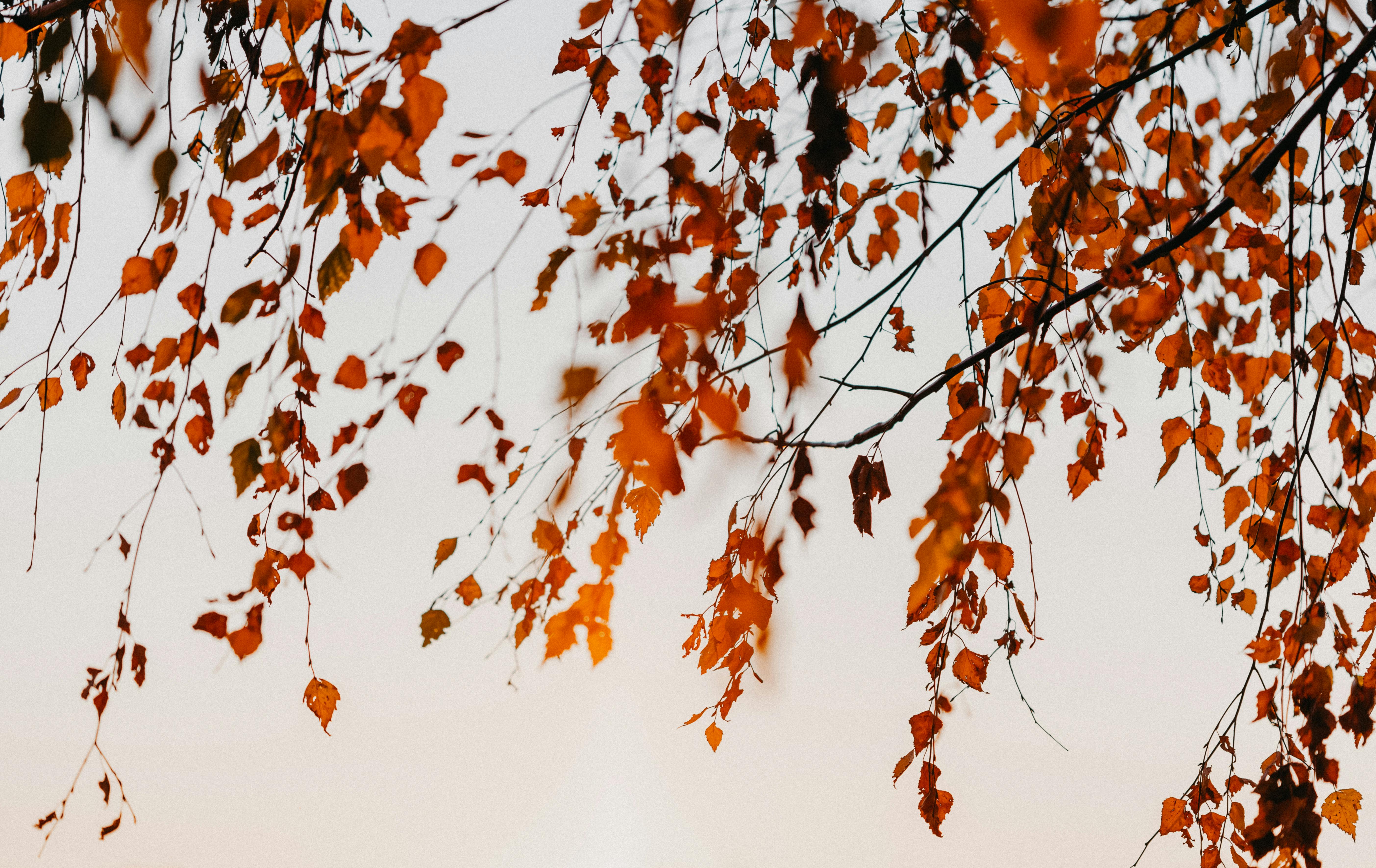 Yellow Leafed Tree · Free Stock Photo