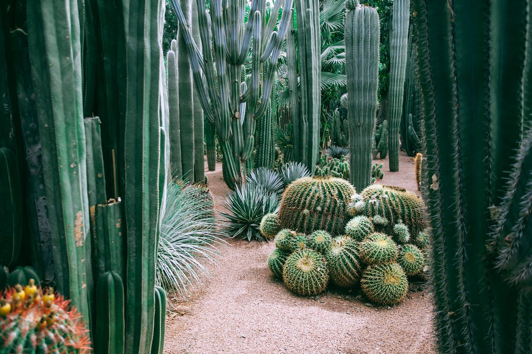 Cactuses or Cacti: Types, Care, and Simple Uses Guide
