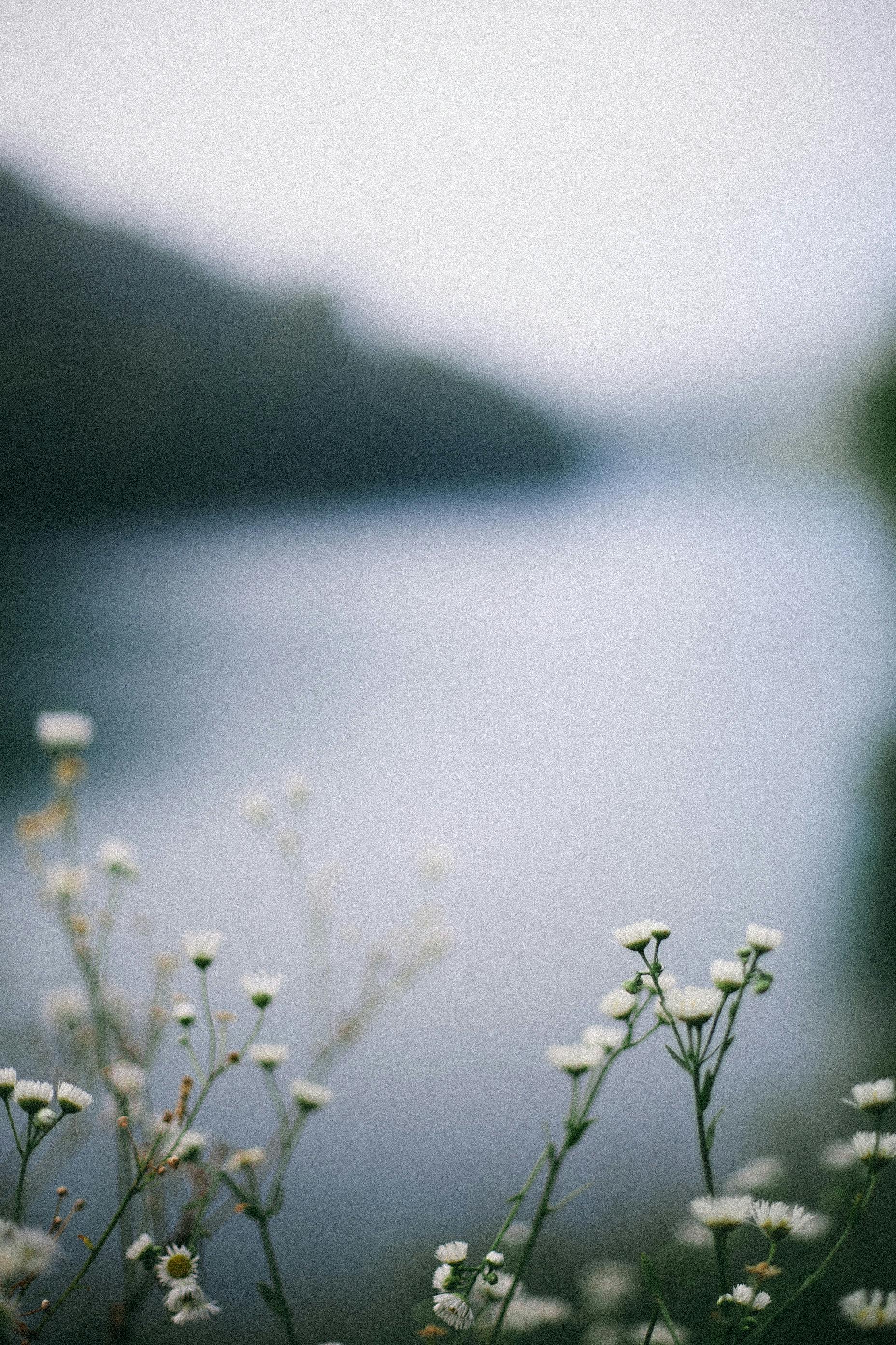 Florecimiento De Flores Contra El Río Y La Cresta En Verano · Foto de ...
