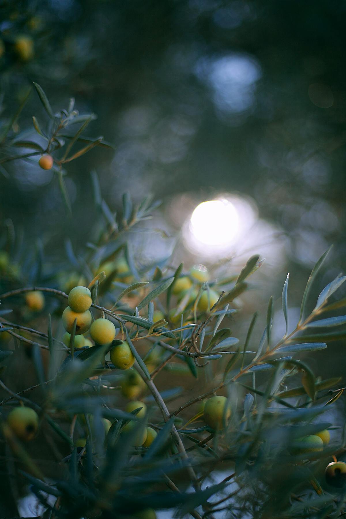 Olive Tree Photos, Download The BEST Free Olive Tree Stock Photos & HD ...