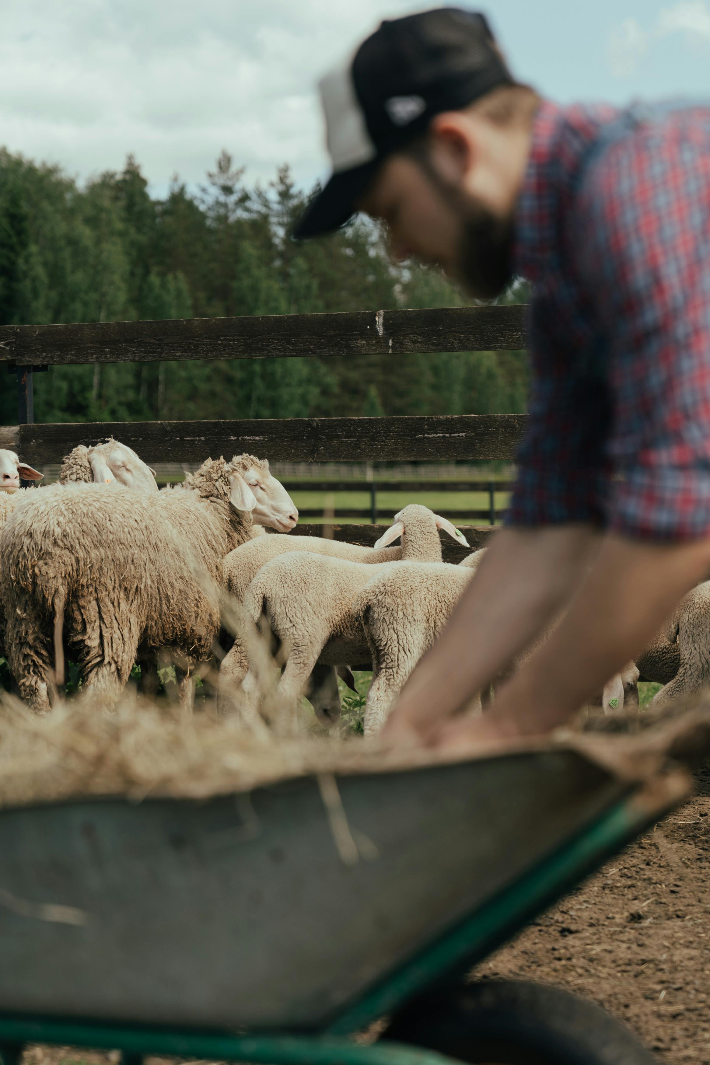 Group of Sheep on Brown Wooden Cart · Free Stock Photo
