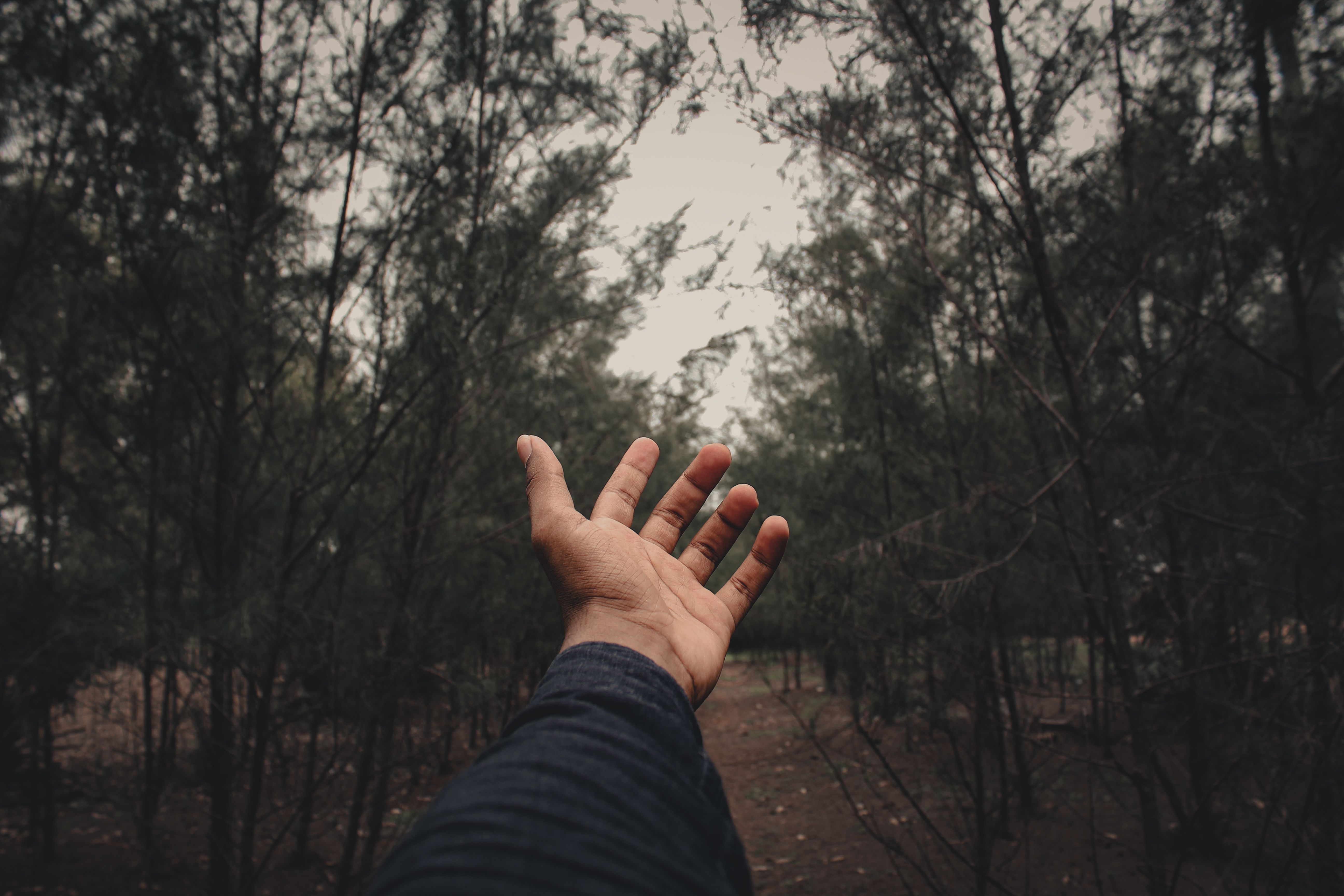 An Arm in the Woods · Free Stock Photo