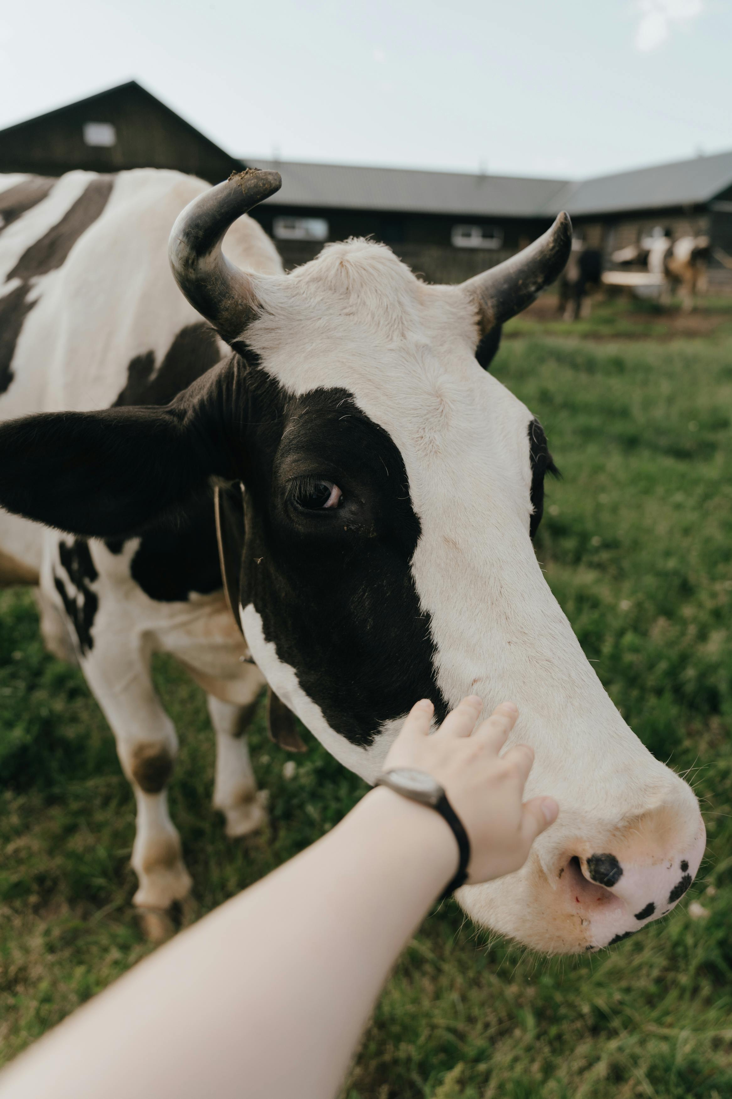 Close Up Photo of Cow · Free Stock Photo