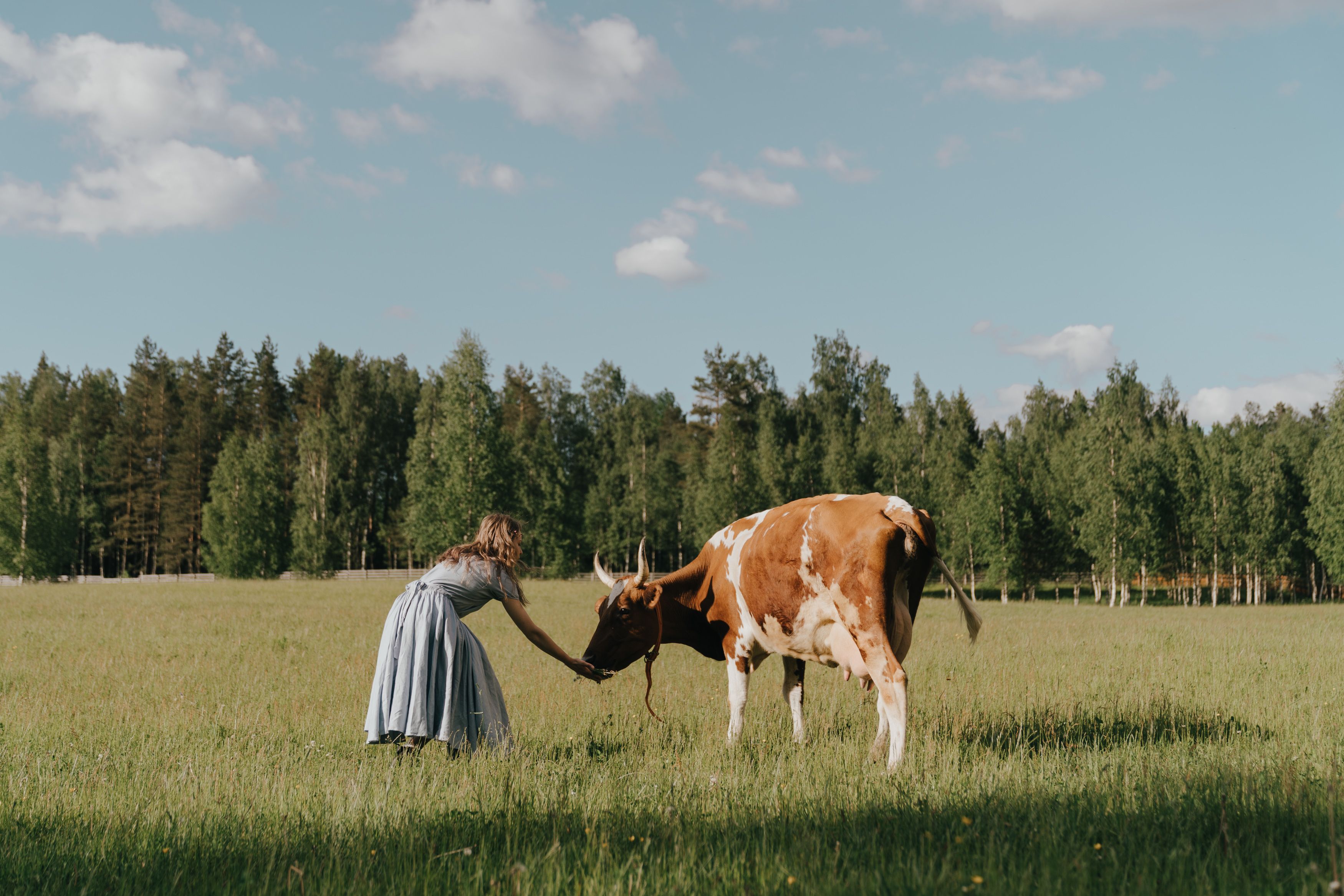 Dairy Cow Photos, Download The BEST Free Dairy Cow Stock Photos & HD Images
