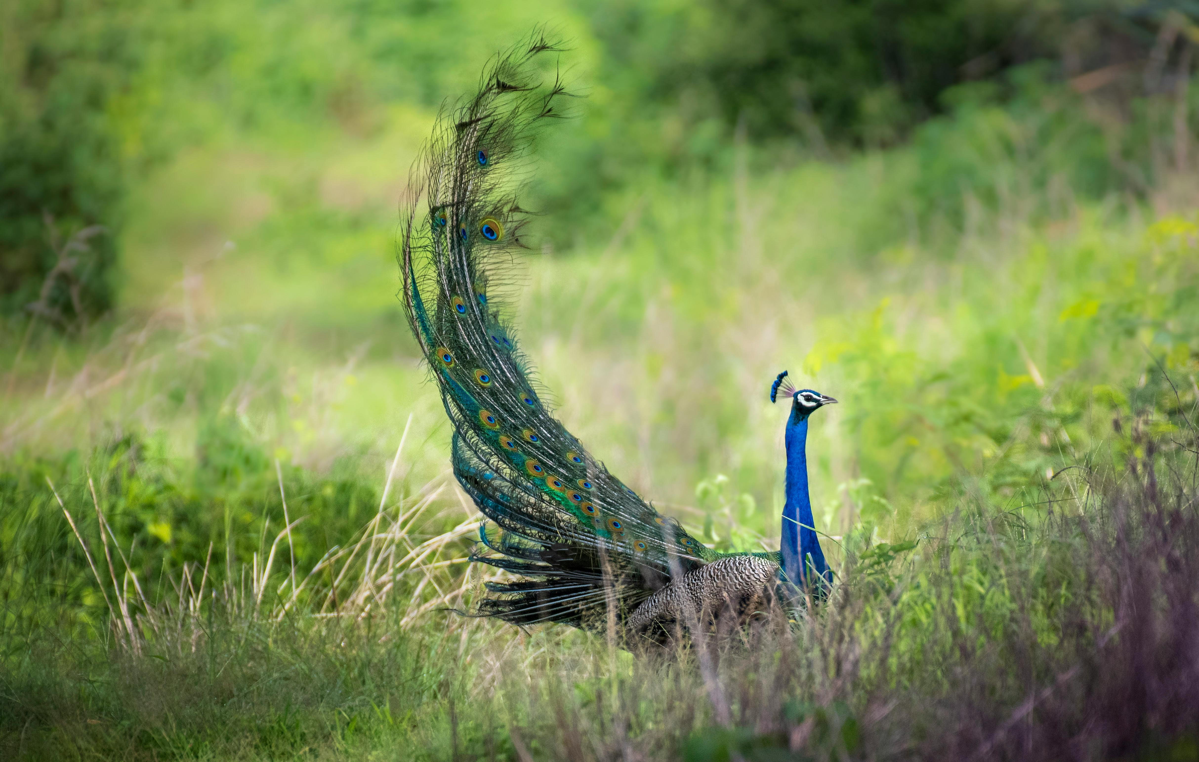 Peacock On Tree Photos, Download Free Peacock On Tree Stock Photos & HD ...