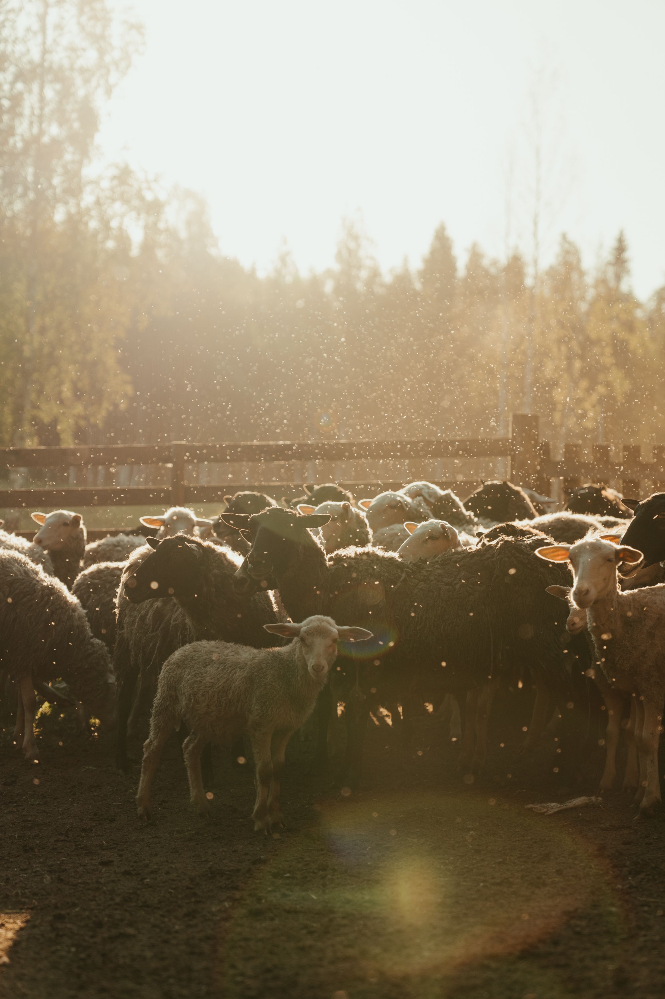 Woman in White Dress Standing on Brown Wooden Fence With Herd of Sheep ...