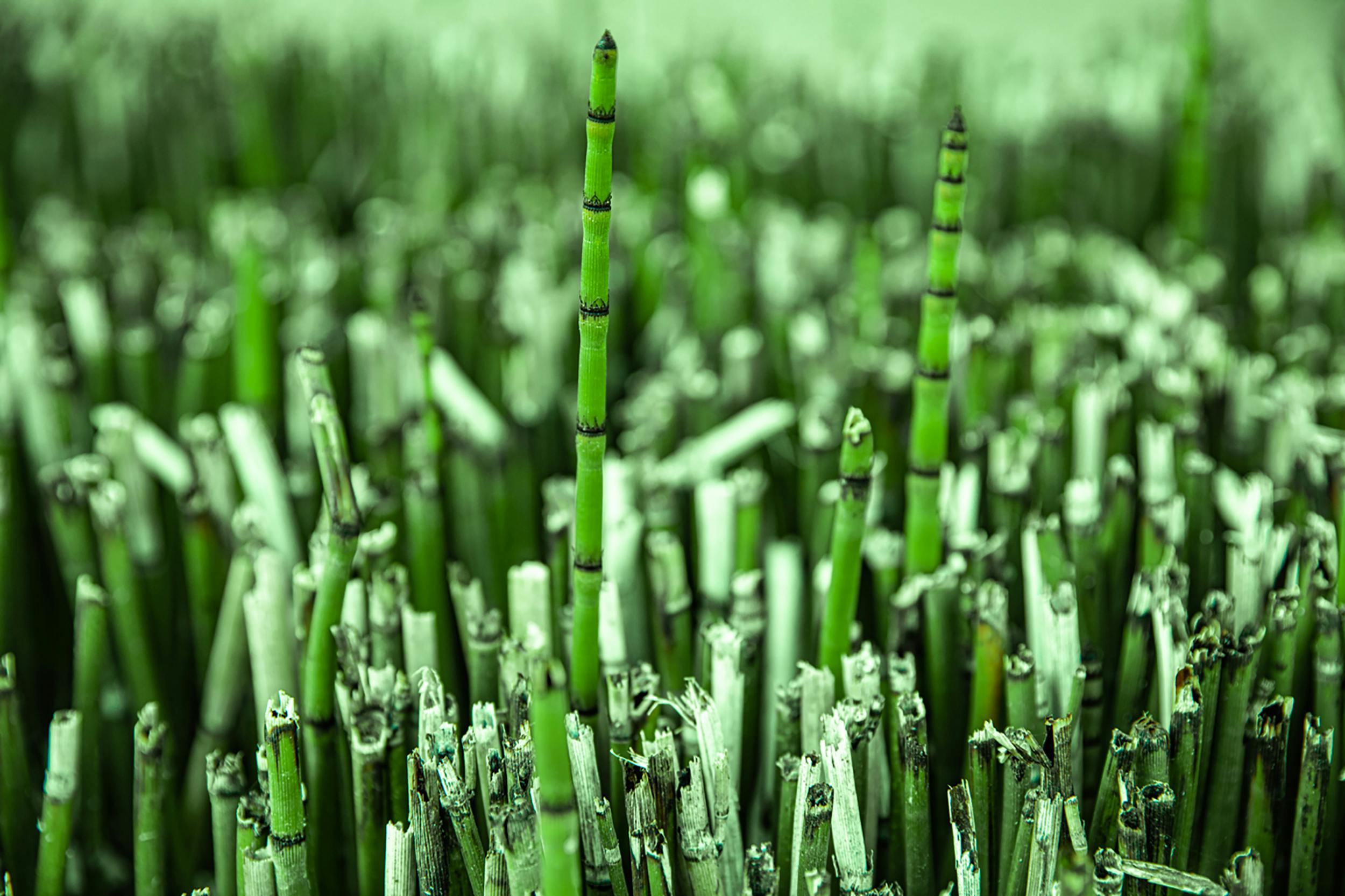 Withering Grass Photos, Download The BEST Free Withering Grass Stock ...