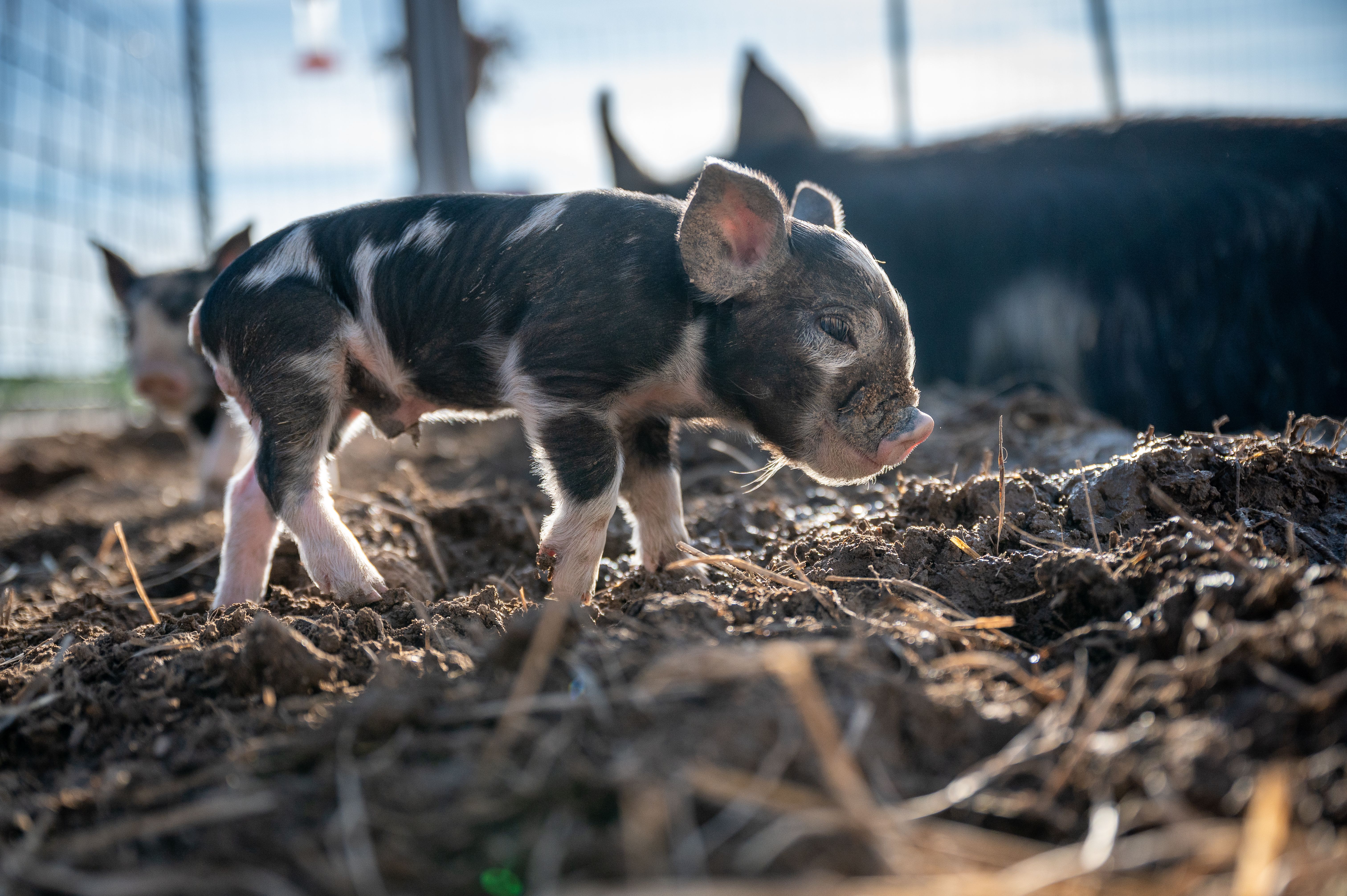 Cute little pigs walking on dry land on farm · Free Stock Photo