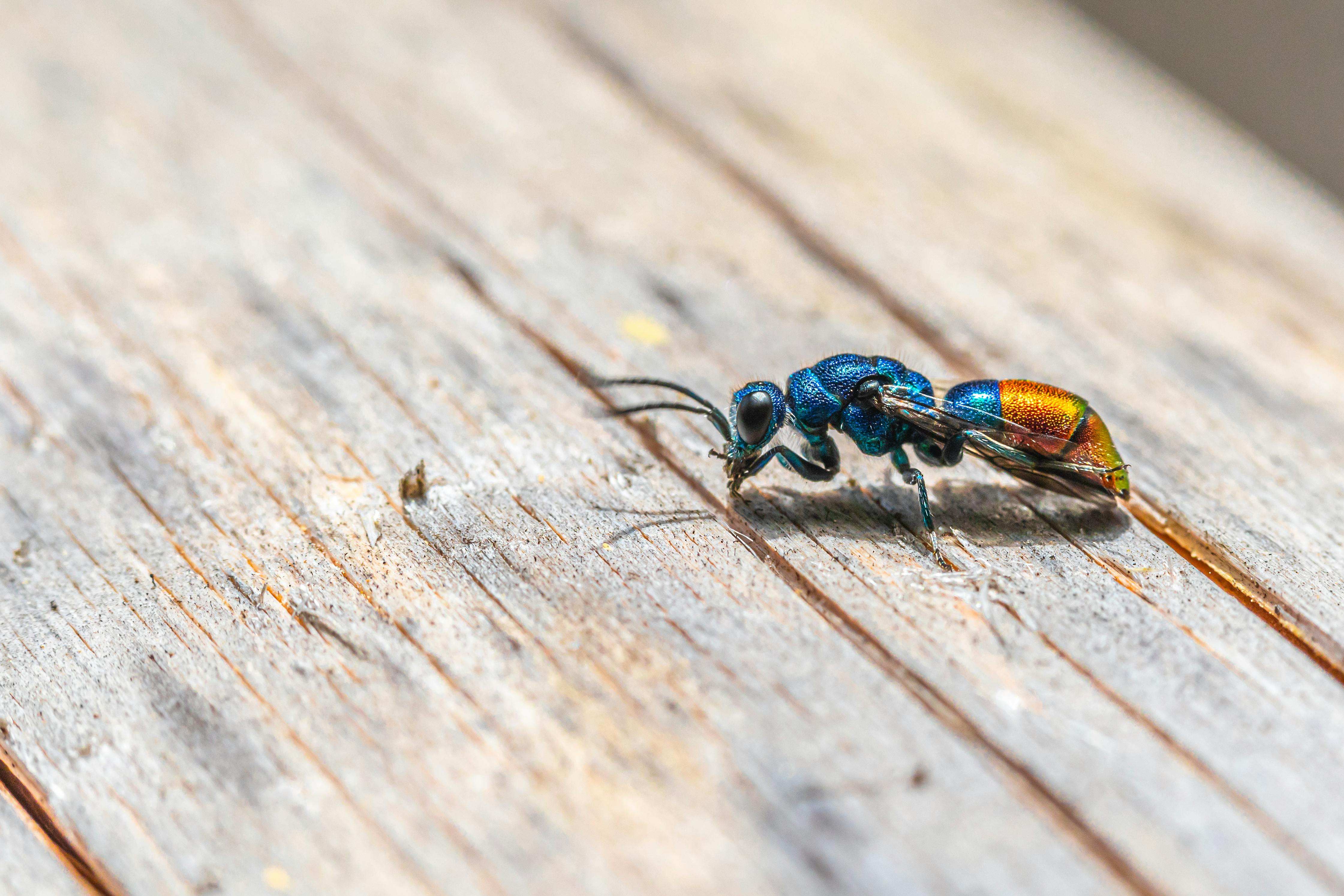 Blue and Yellow Insect on Wooden Surface · Free Stock Photo