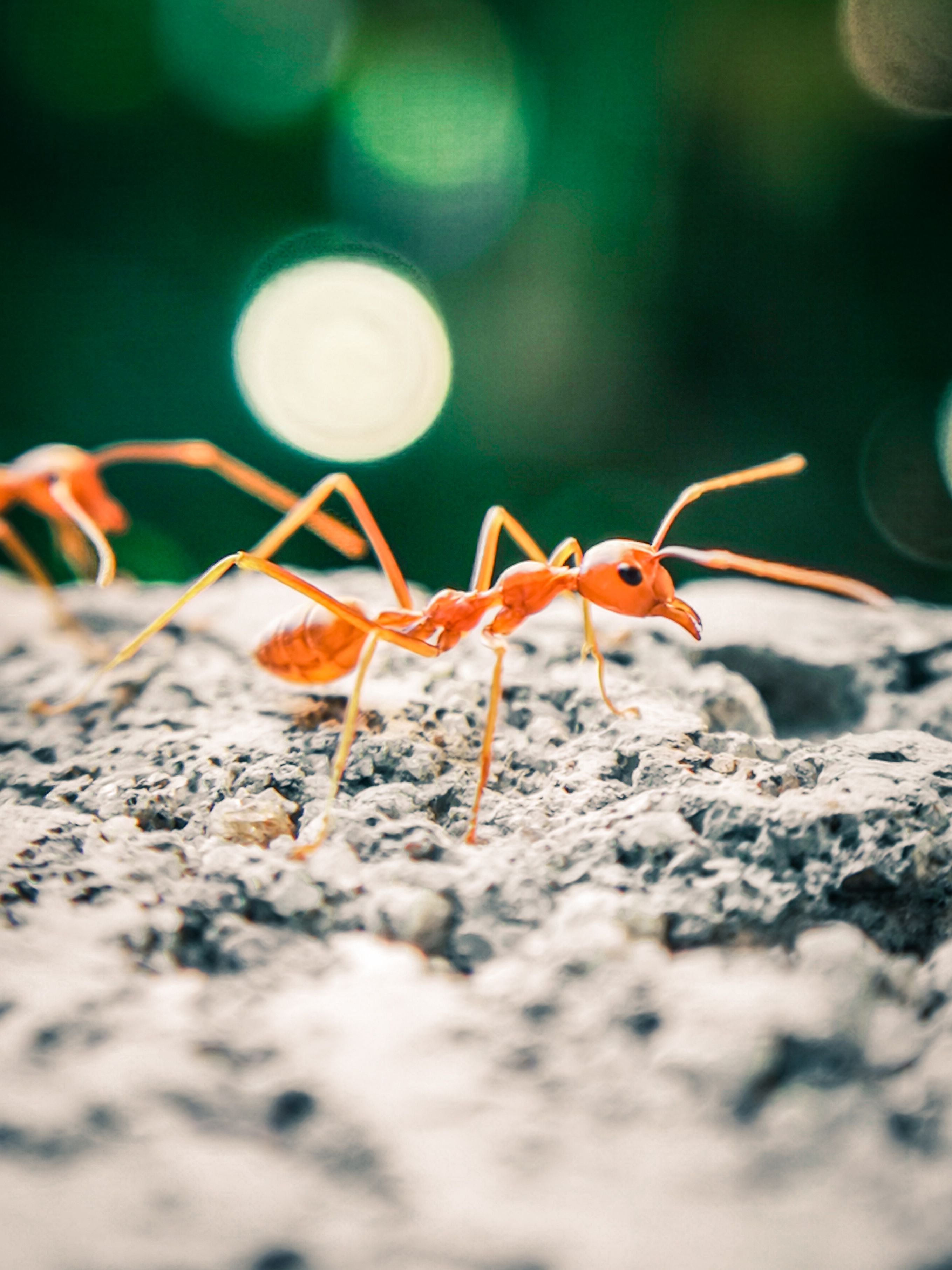 A Red Ant in Close-up Photography · Free Stock Photo