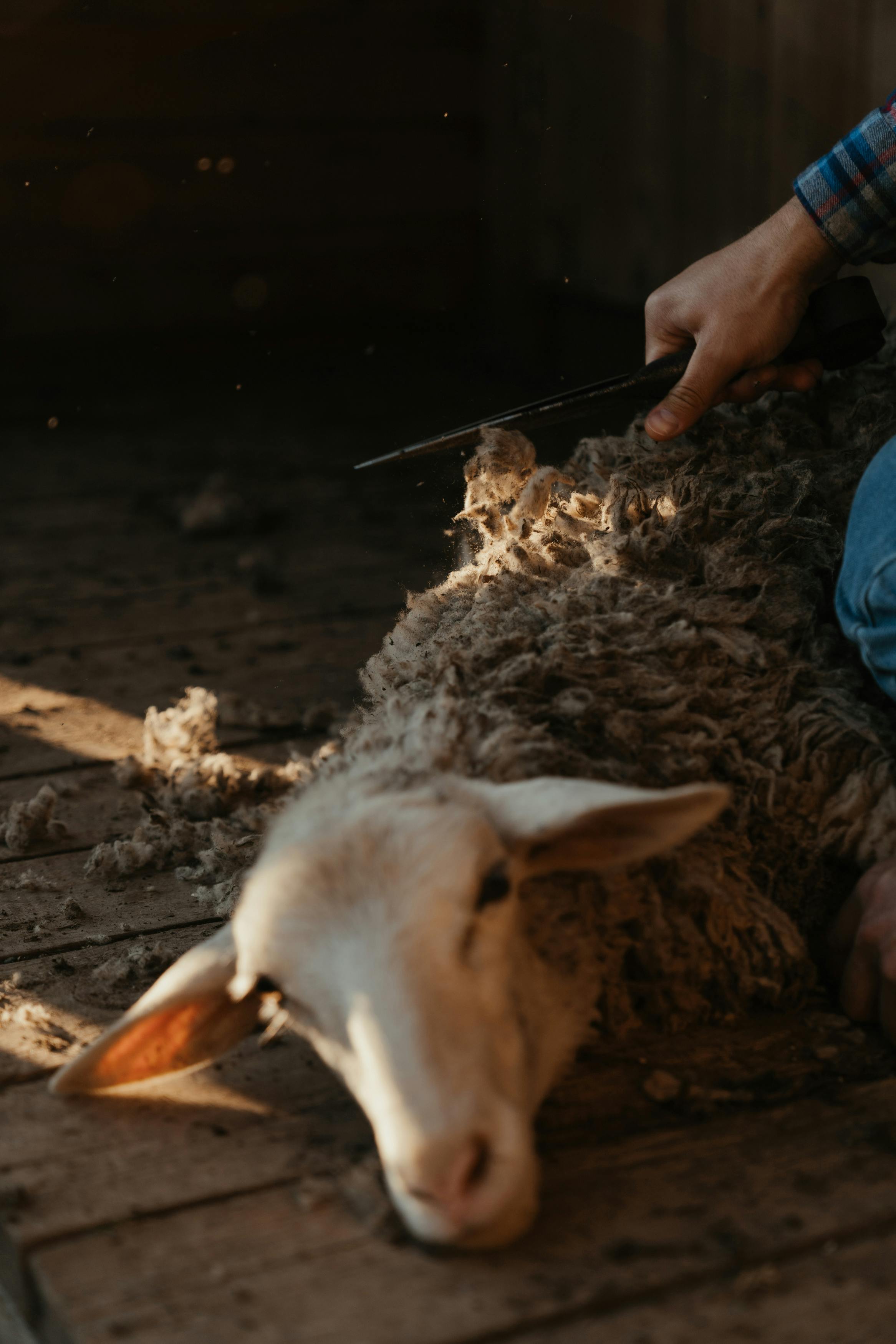 Sheep Shearing Photos, Download The BEST Free Sheep Shearing Stock ...