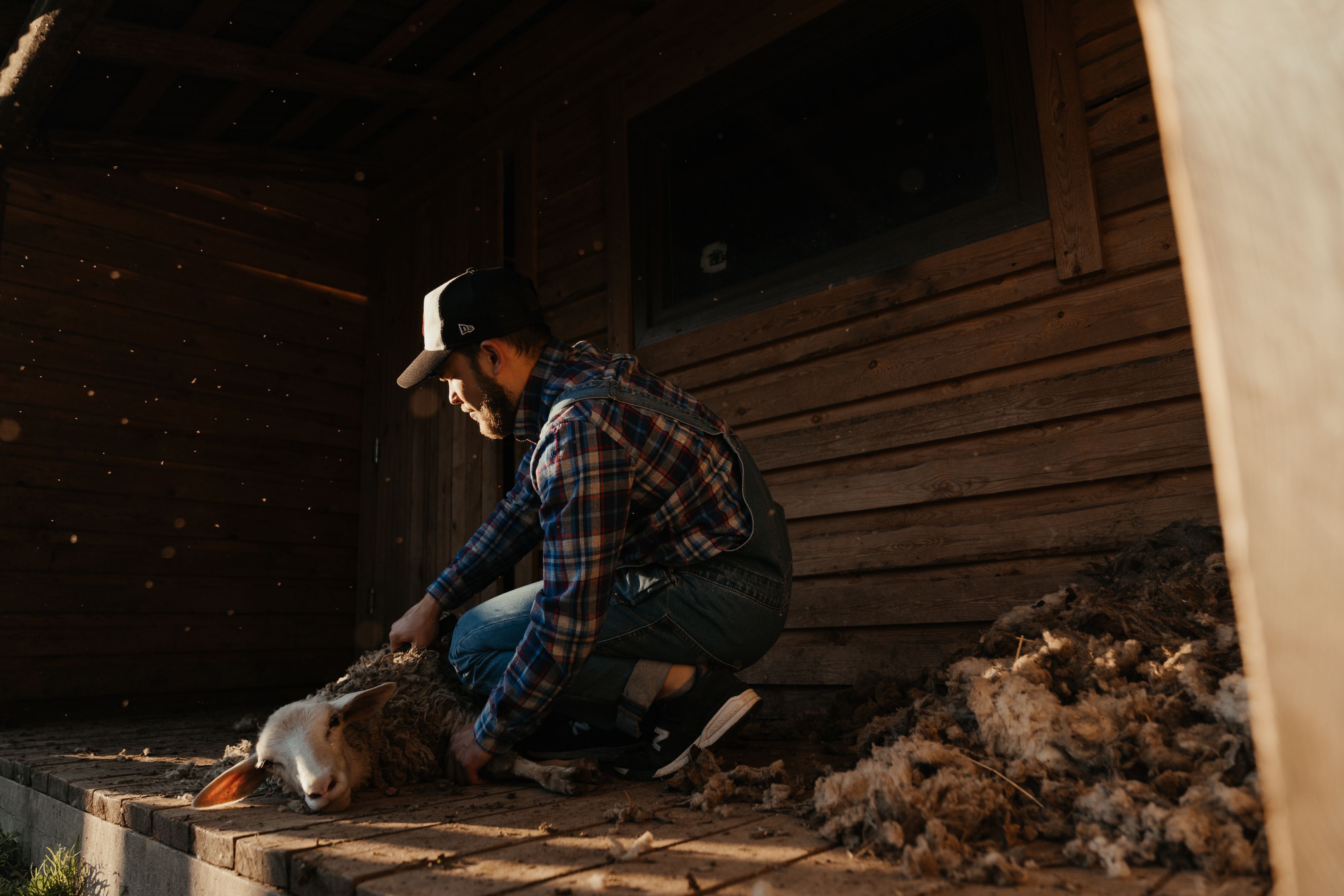 Free stock photo of agriculture, barnyard, denim, domestic animal ...