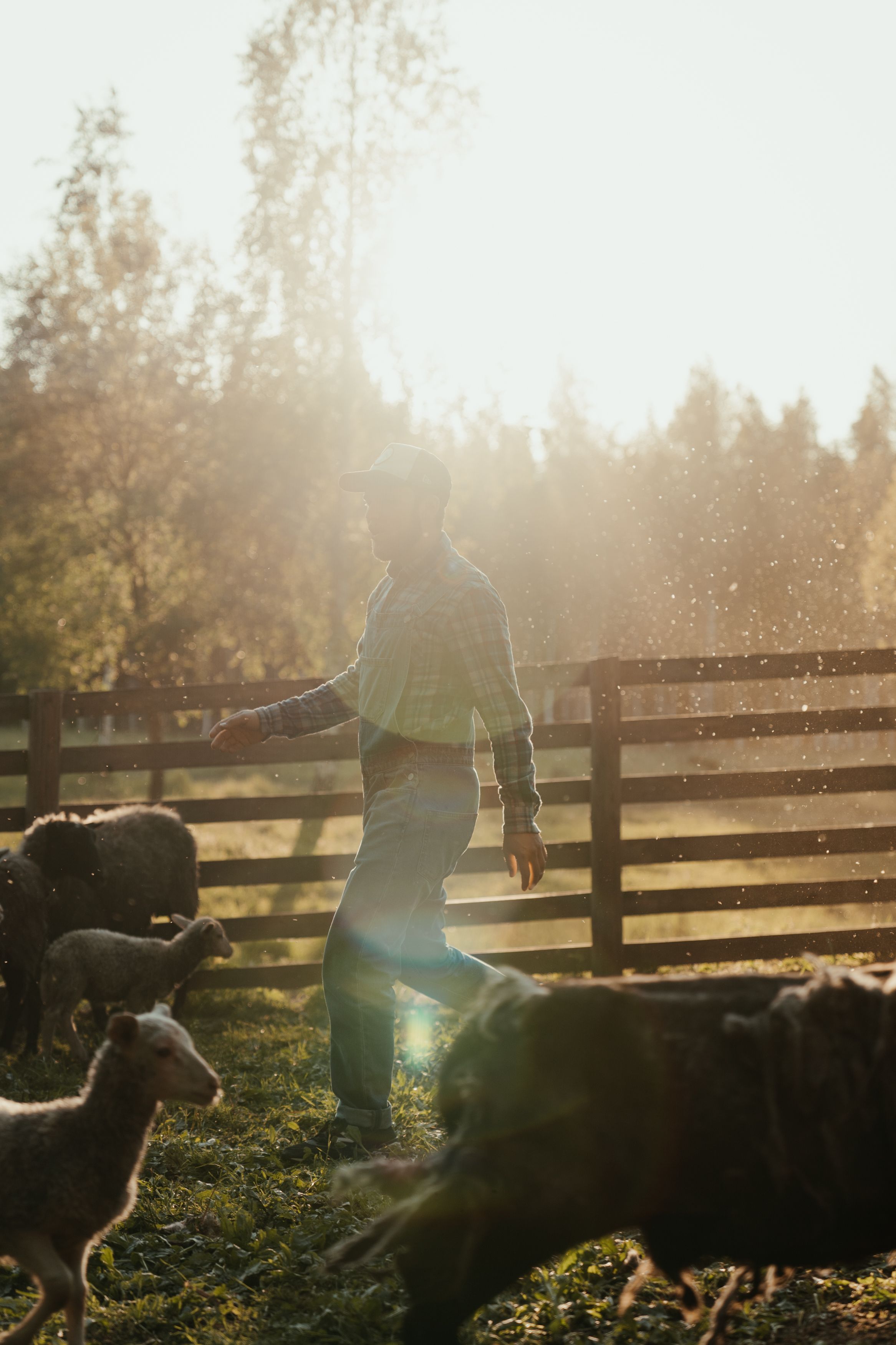 Free stock photo of agriculture, barnyard, denim, domestic animal ...