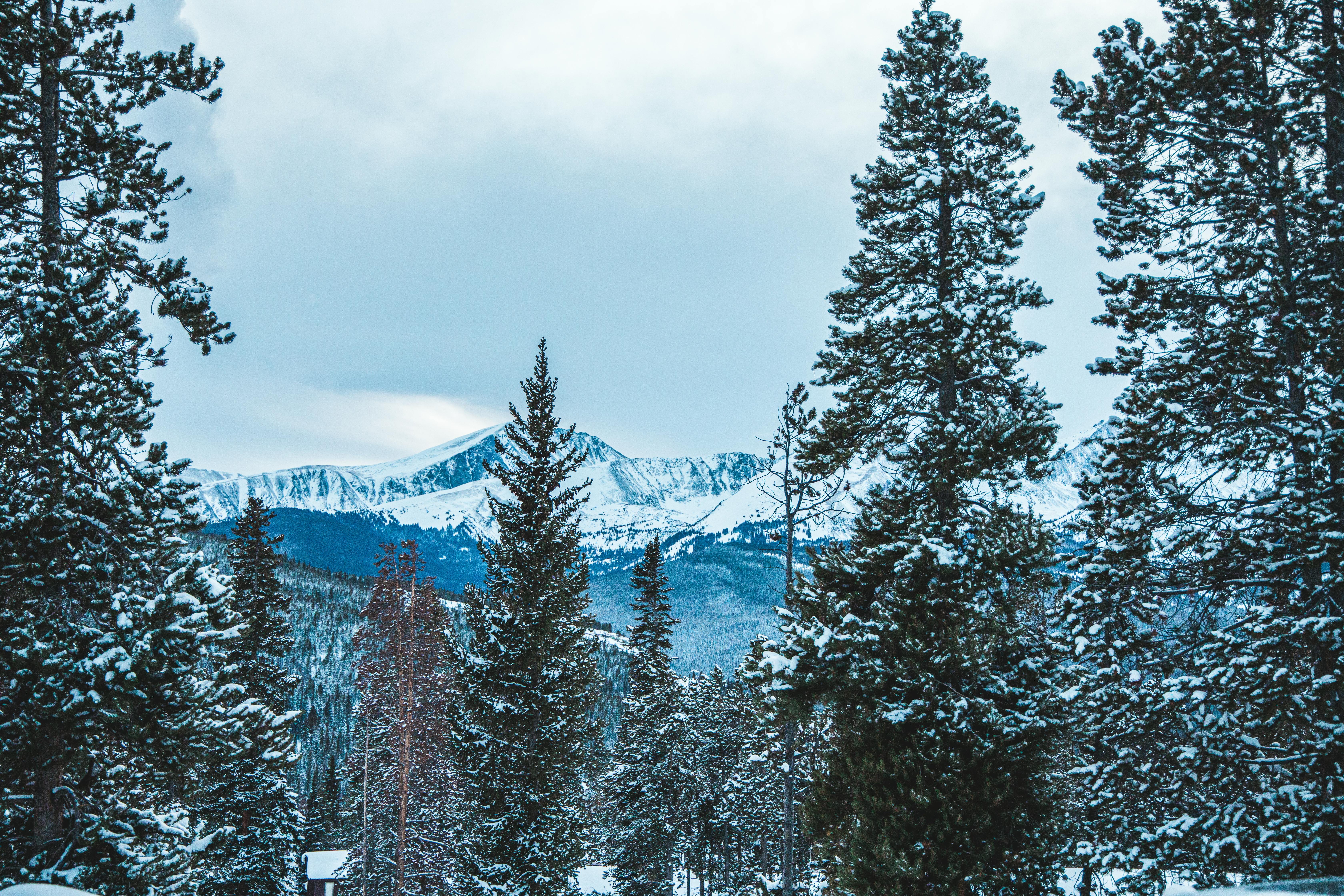 Snow Cap Pine Tree · Free Stock Photo
