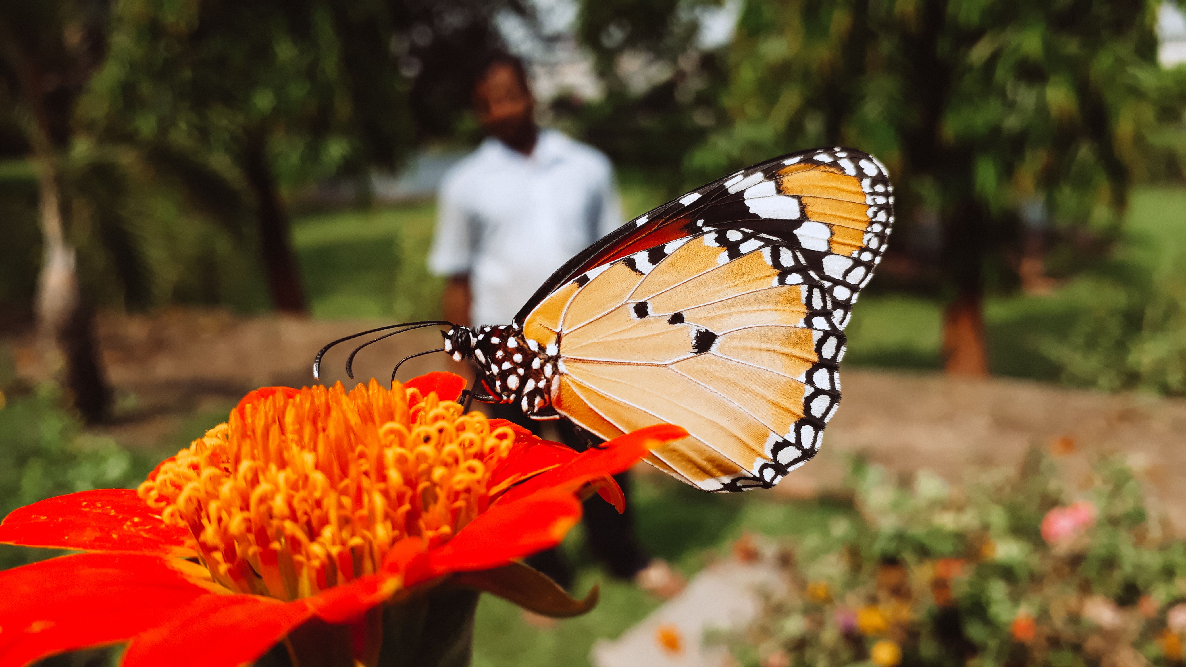 Beautiful Butterfly And Flowers Pictures