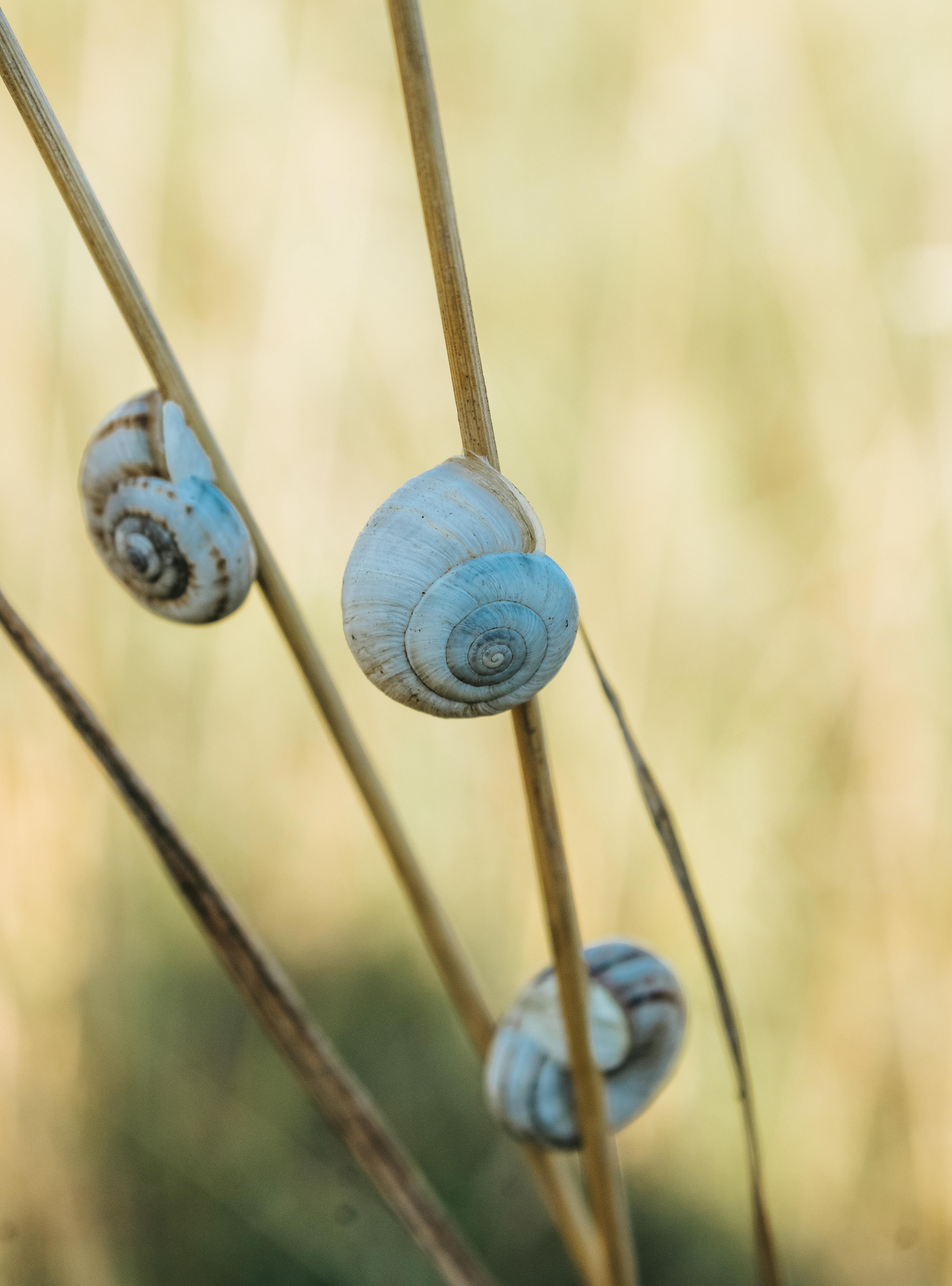 Close-Up Photo of White Snail Shells · Free Stock Photo