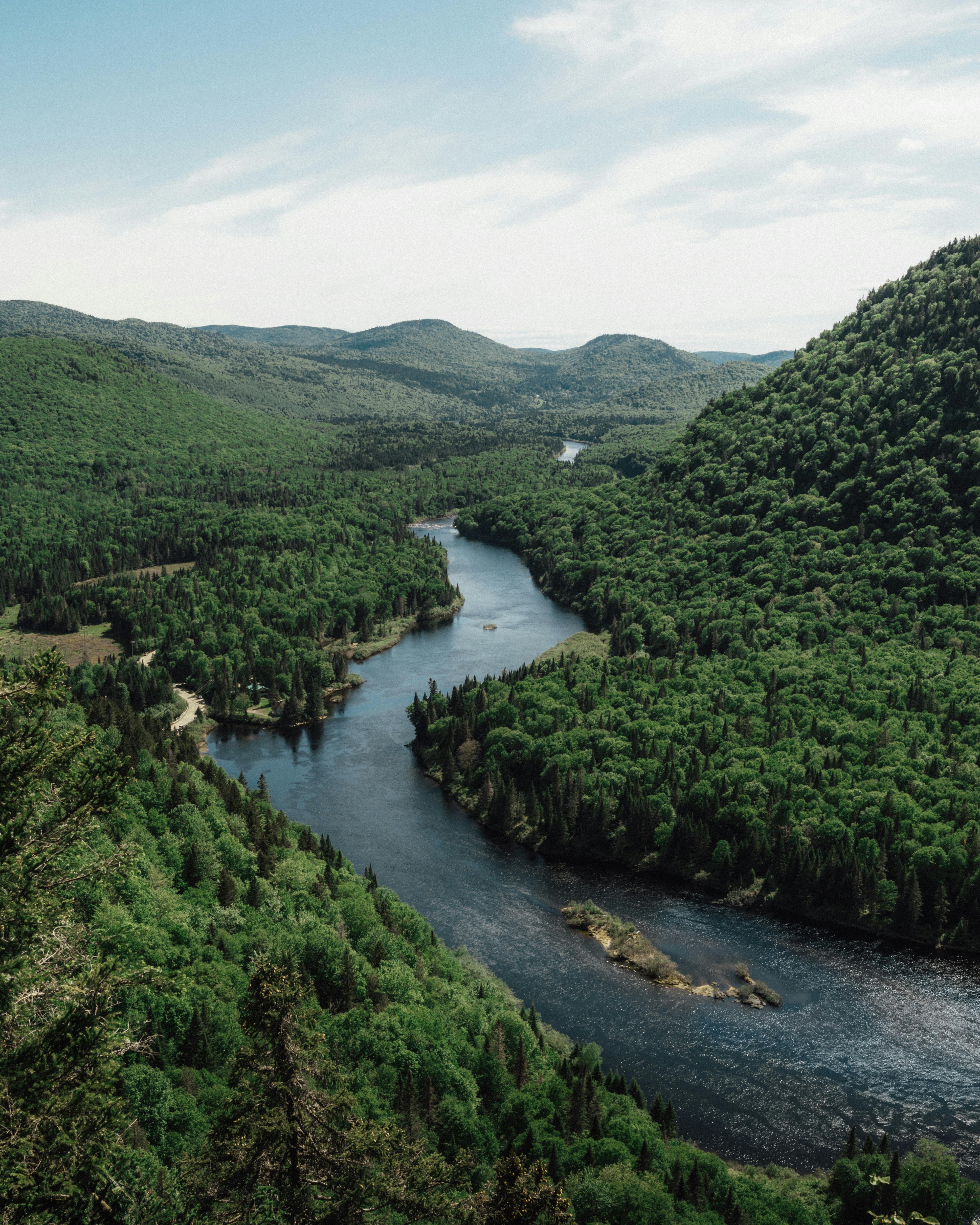 Green forest trees growing near river · Free Stock Photo