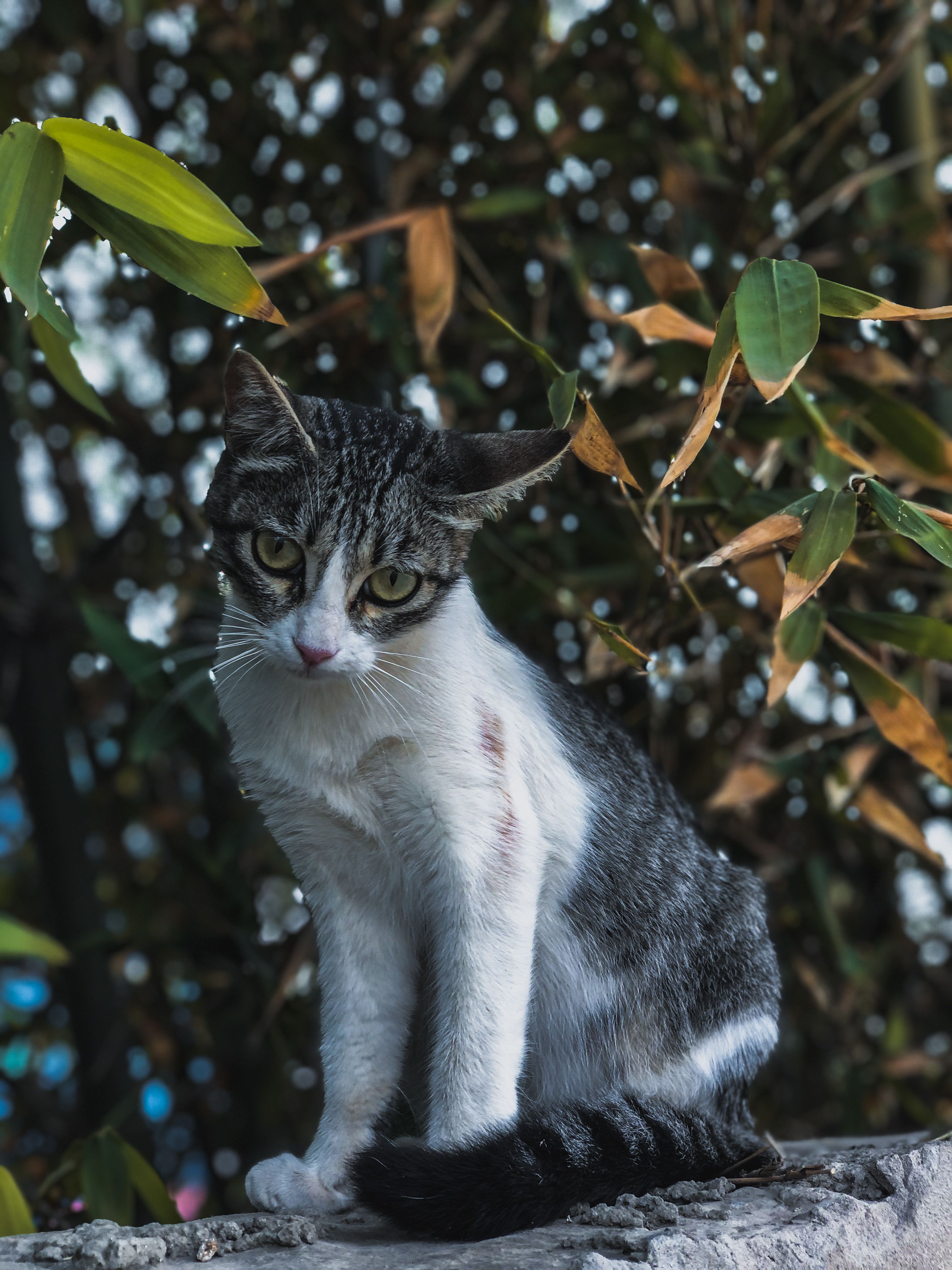 Cute Cat Sitting Outdoors · Free Stock Photo