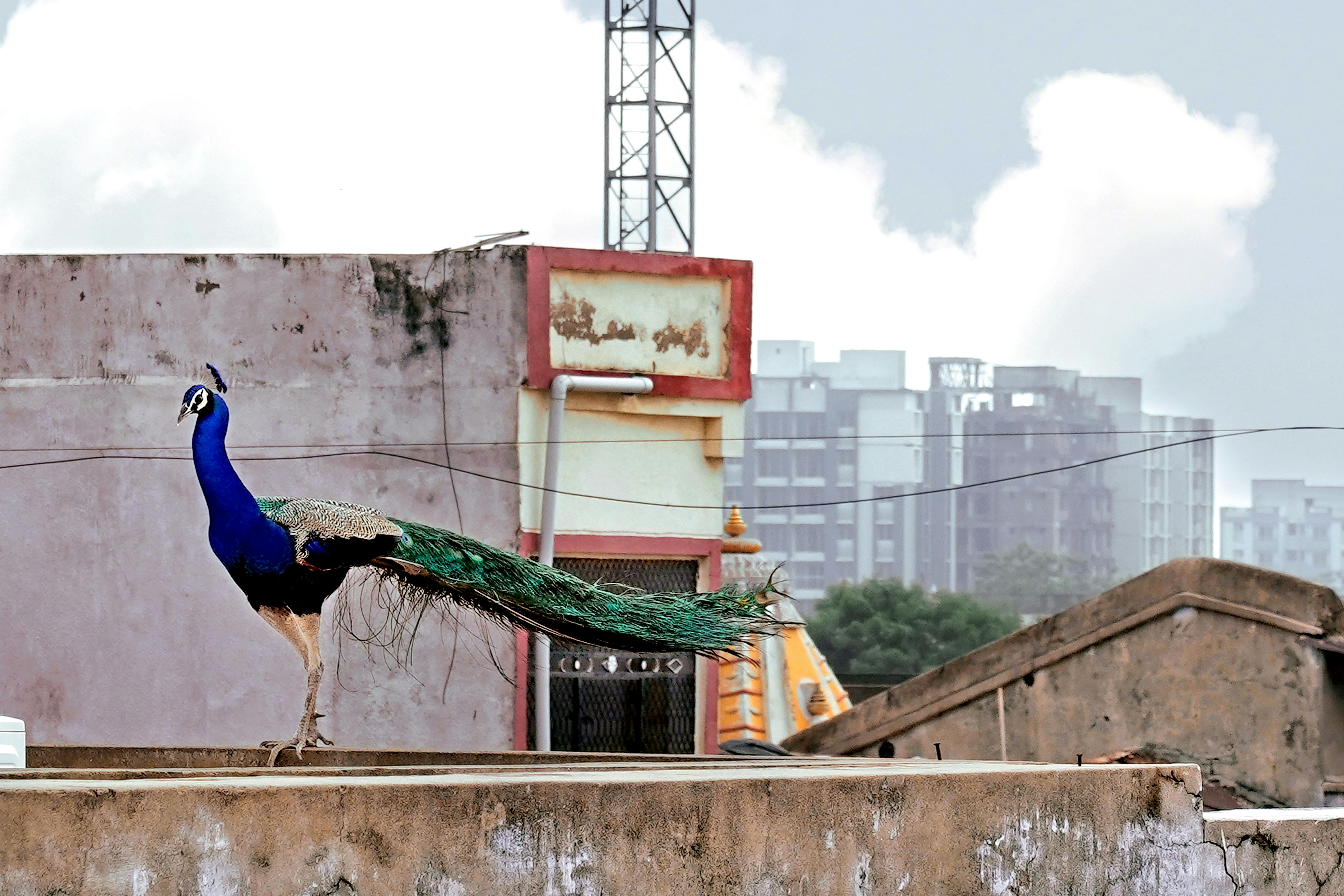 21 fotos y vídeos de Bird photography guardados por Ankit Patel