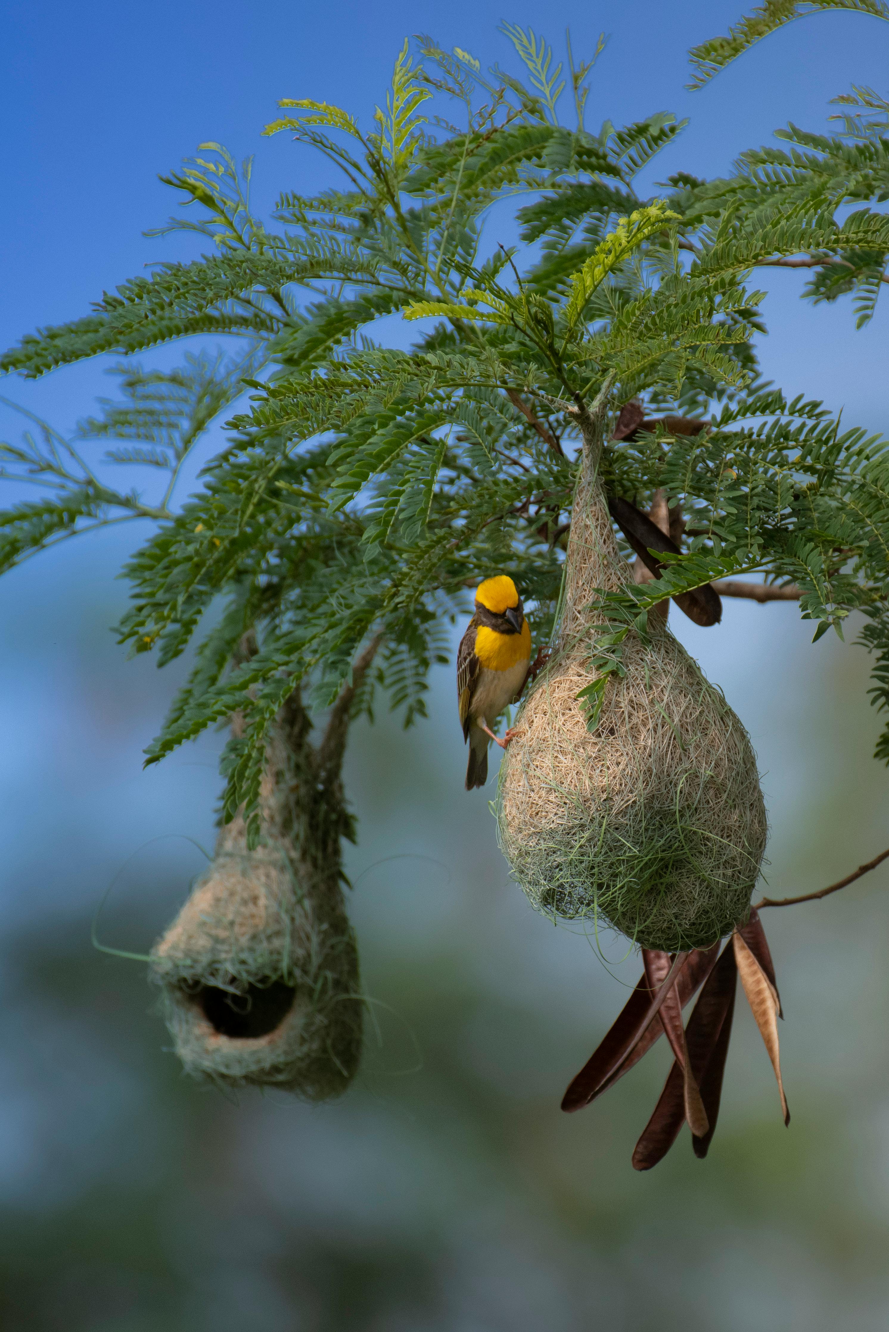 Pam Tree With Clear Background Photos, Download The BEST Free Pam Tree ...