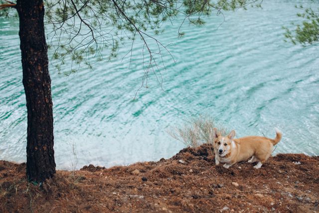 Discover the Welsh Corgi Poodle: A Unique Hybrid Breed Guide