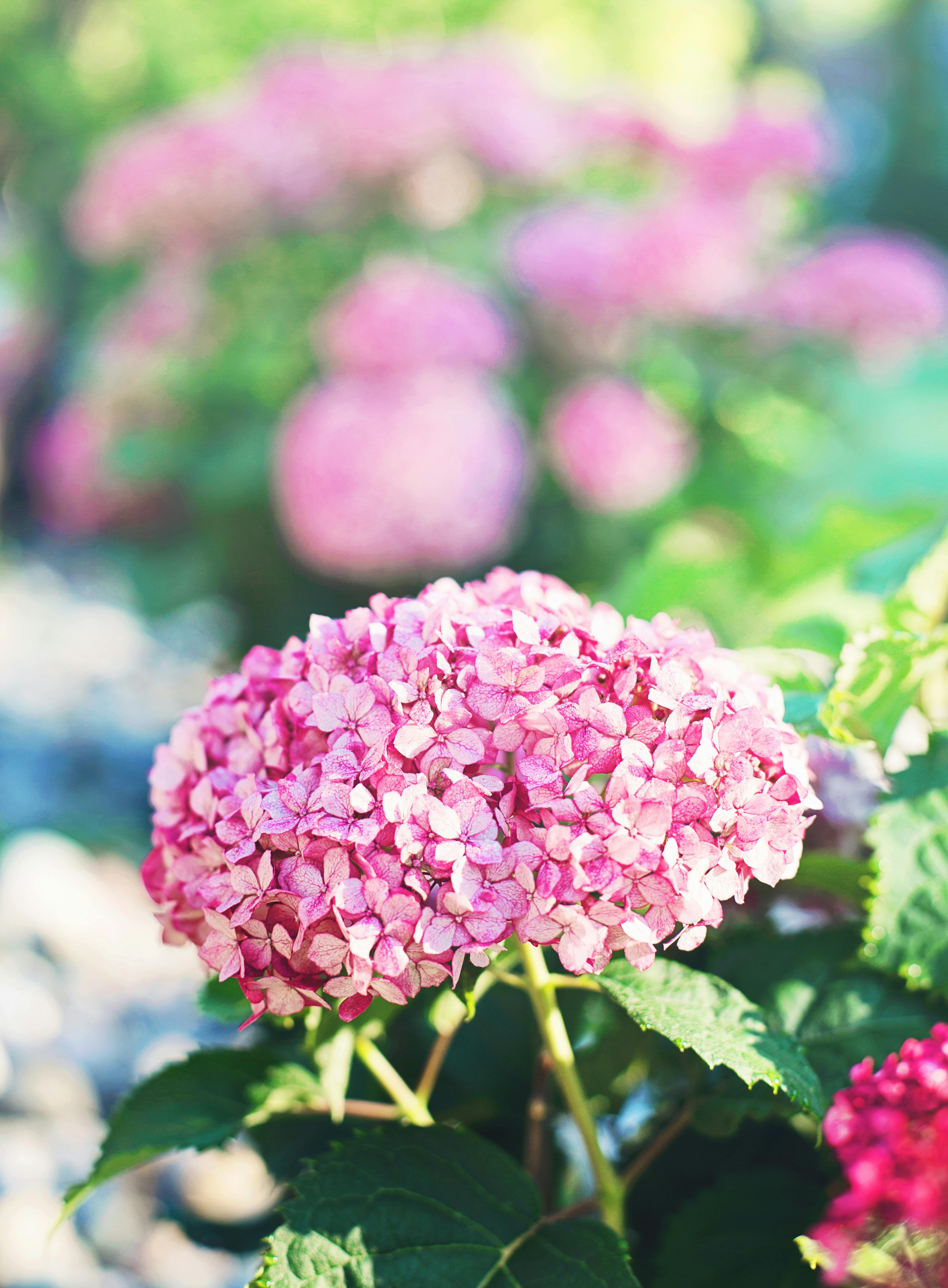 French Hydrangea Photos, Download The BEST Free French Hydrangea Stock ...