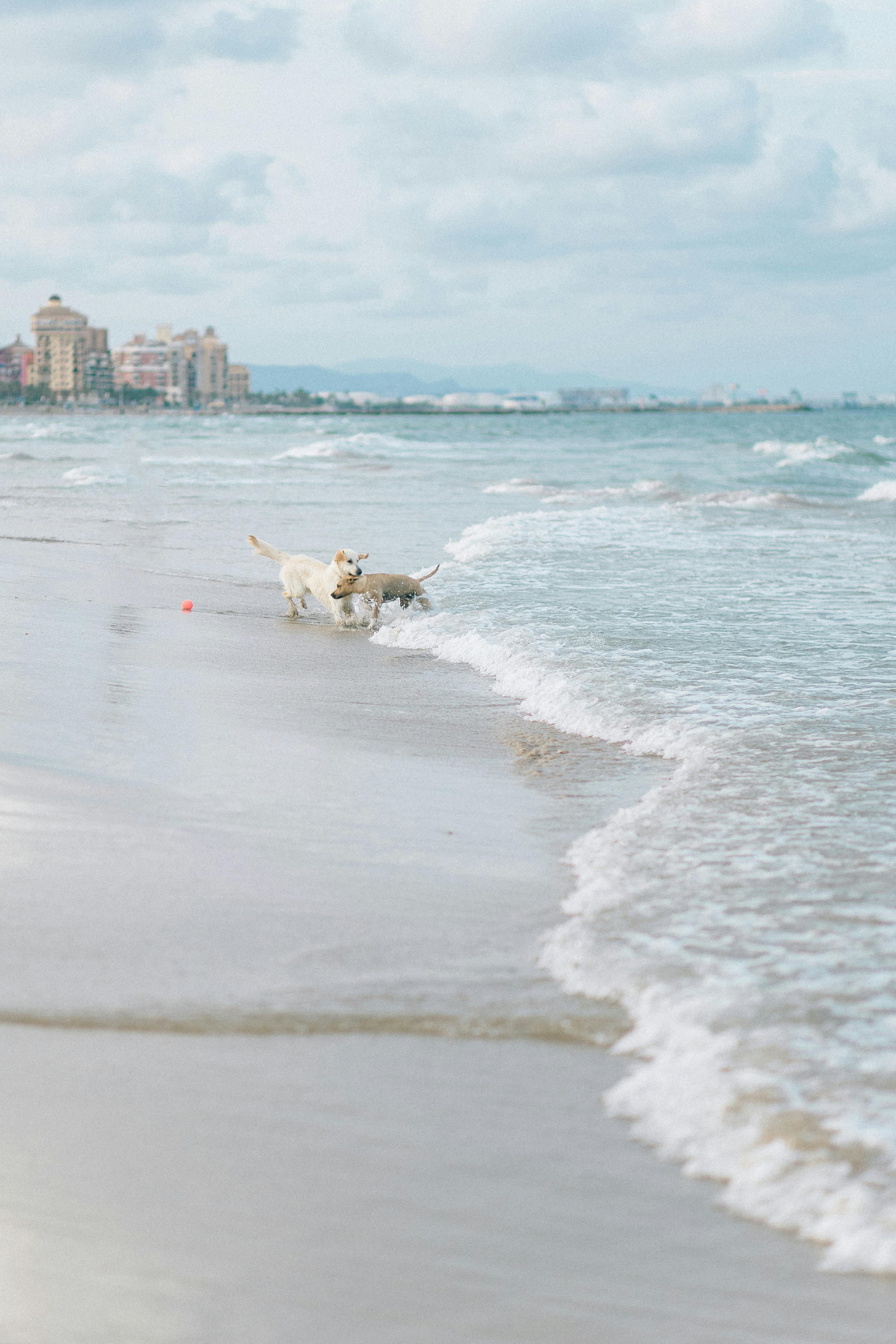 Photo of Dogs at the Beach · Free Stock Photo