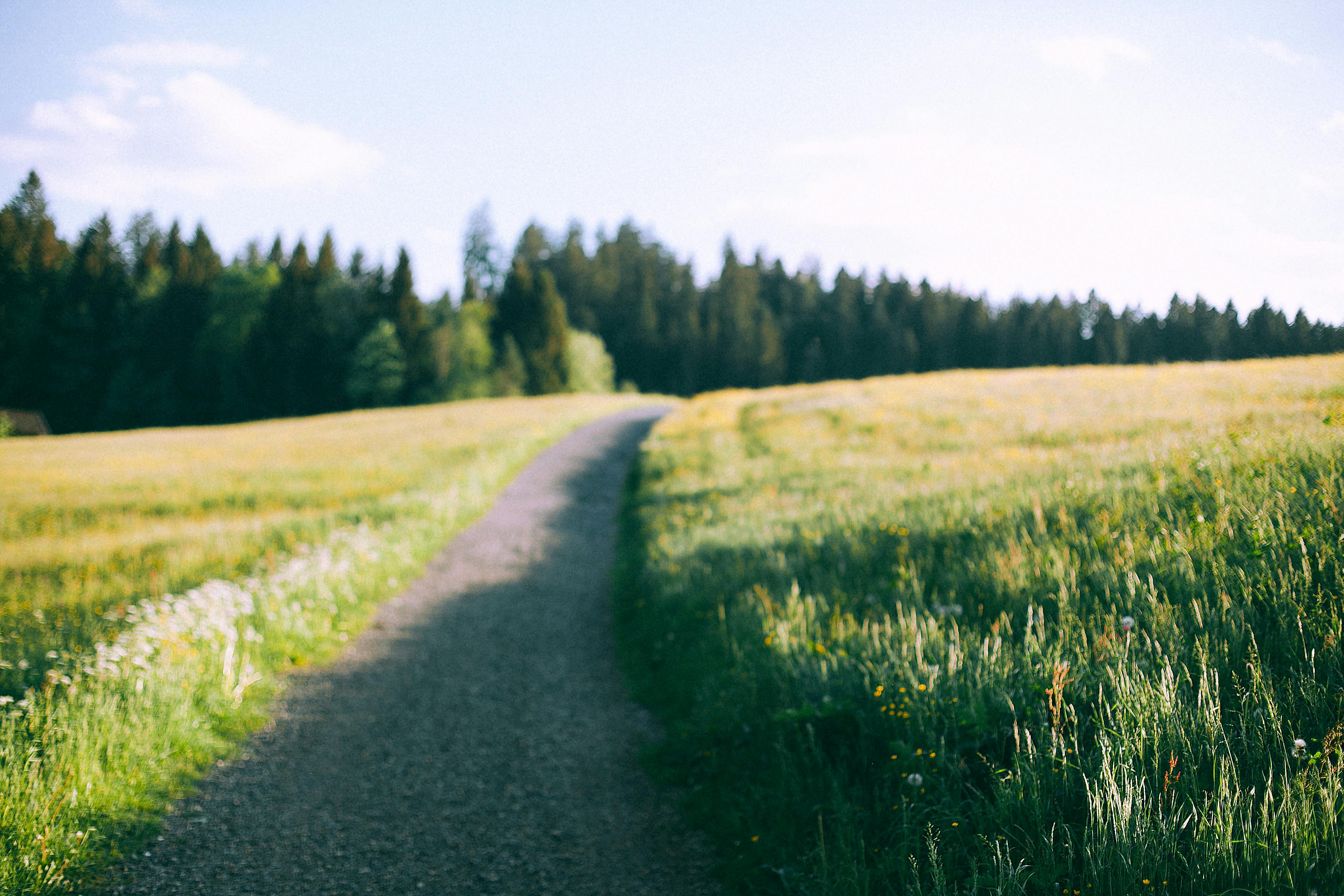 Greenery Road Background Photos, Download The BEST Free Greenery Road ...