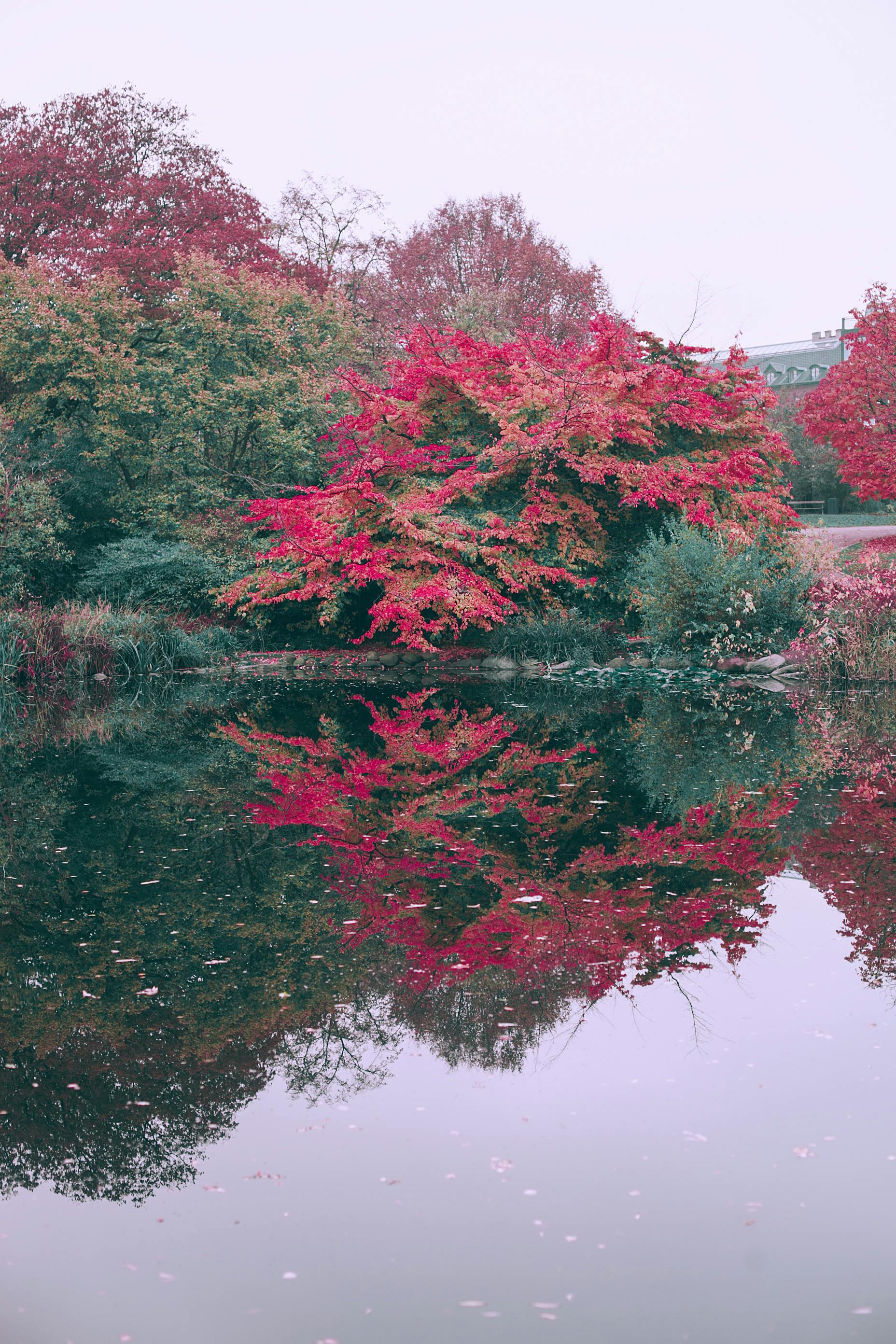 Peaceful trees with red leaves near river in autumn · Free Stock Photo