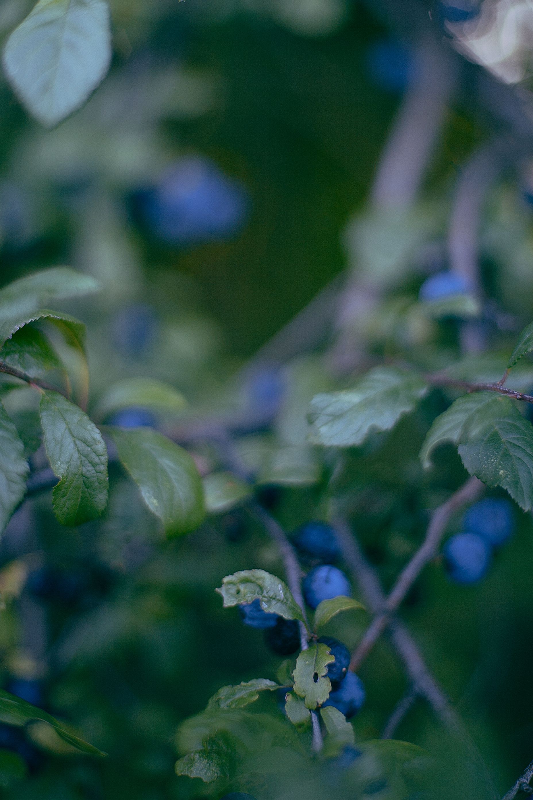 38,592+ Best Free Forest berries Stock Photos & Images · 100% Royalty ...