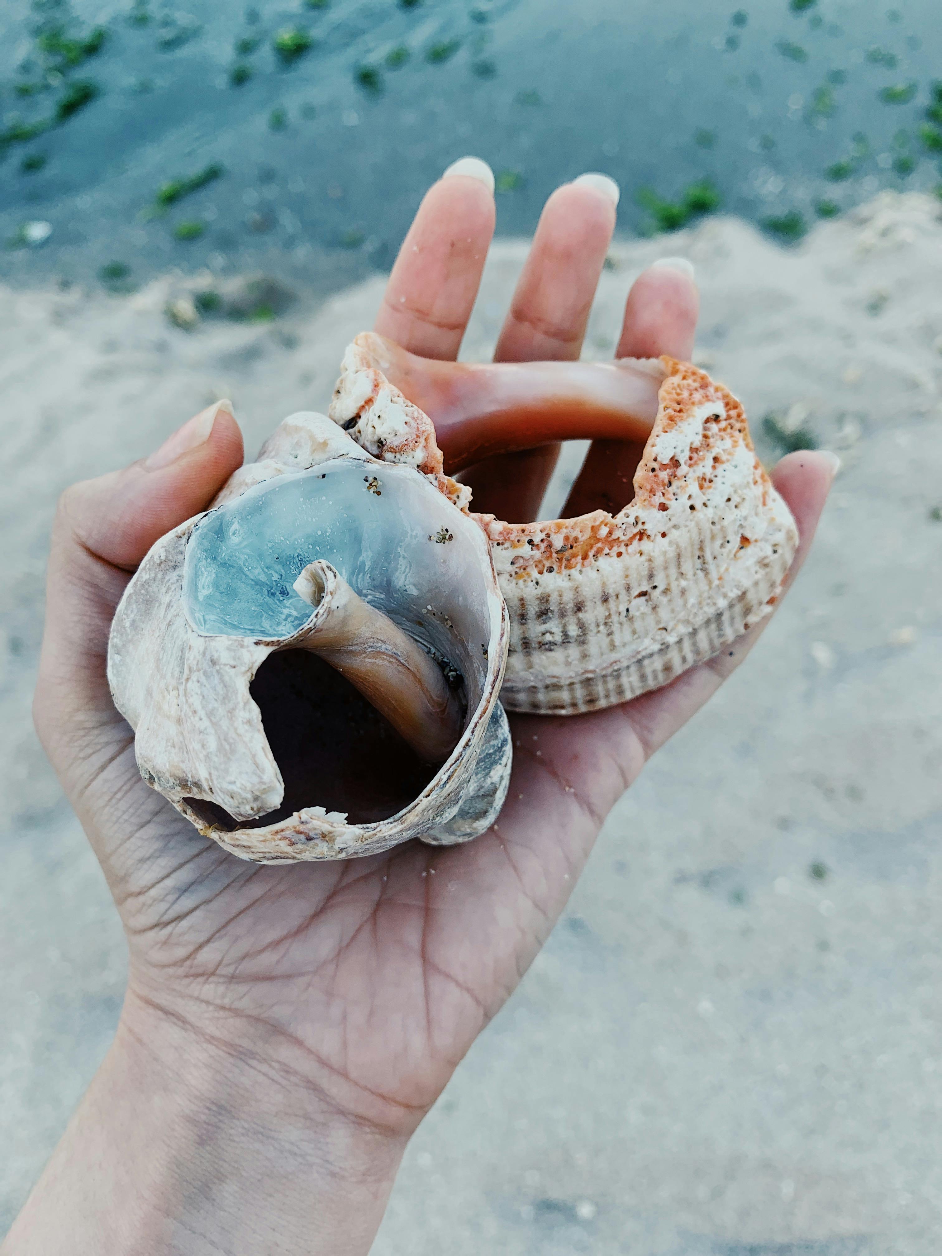 Shells On Shore · Free Stock Photo