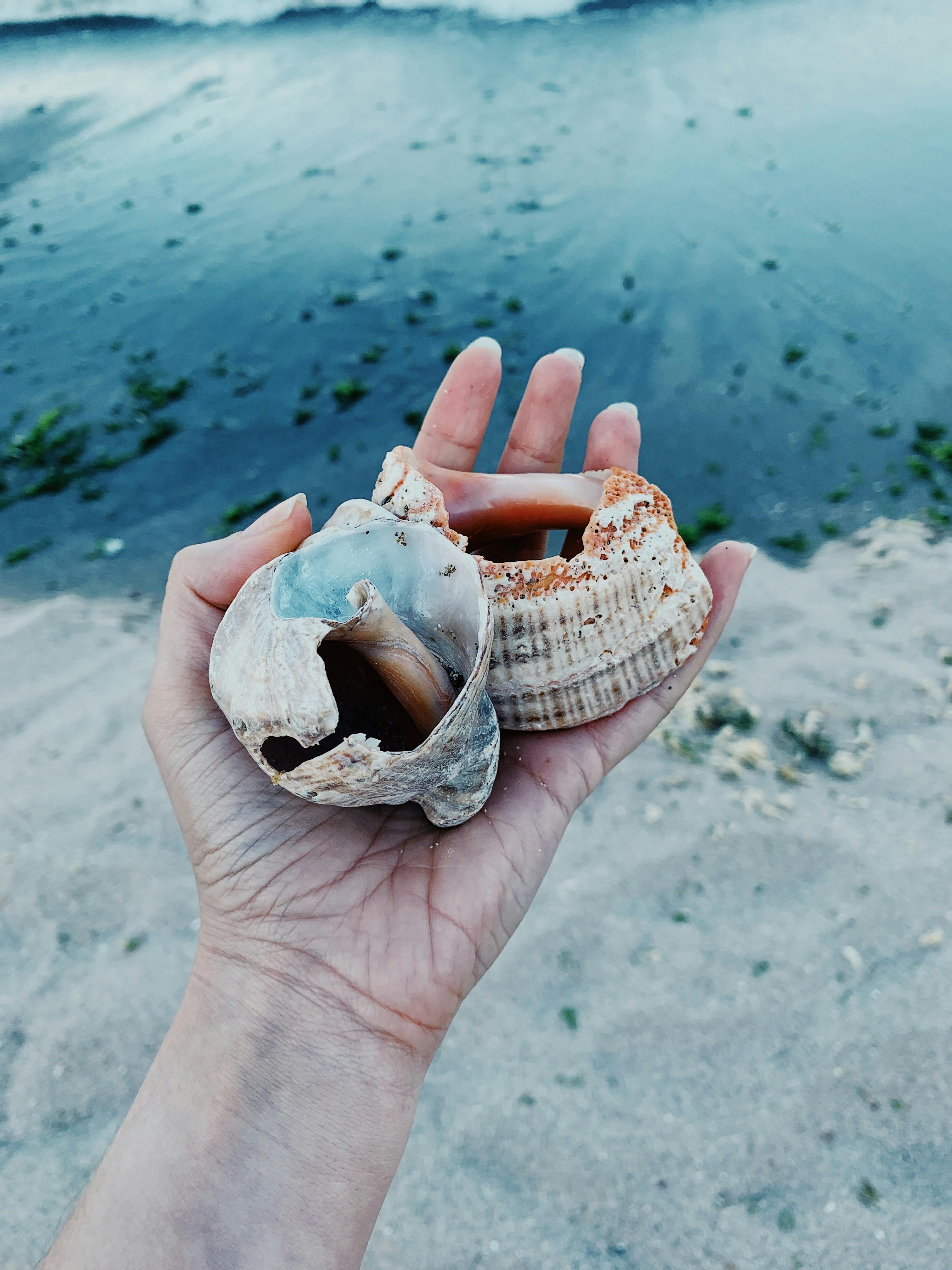 Conch Shell Photos, Download The BEST Free Conch Shell Stock Photos ...