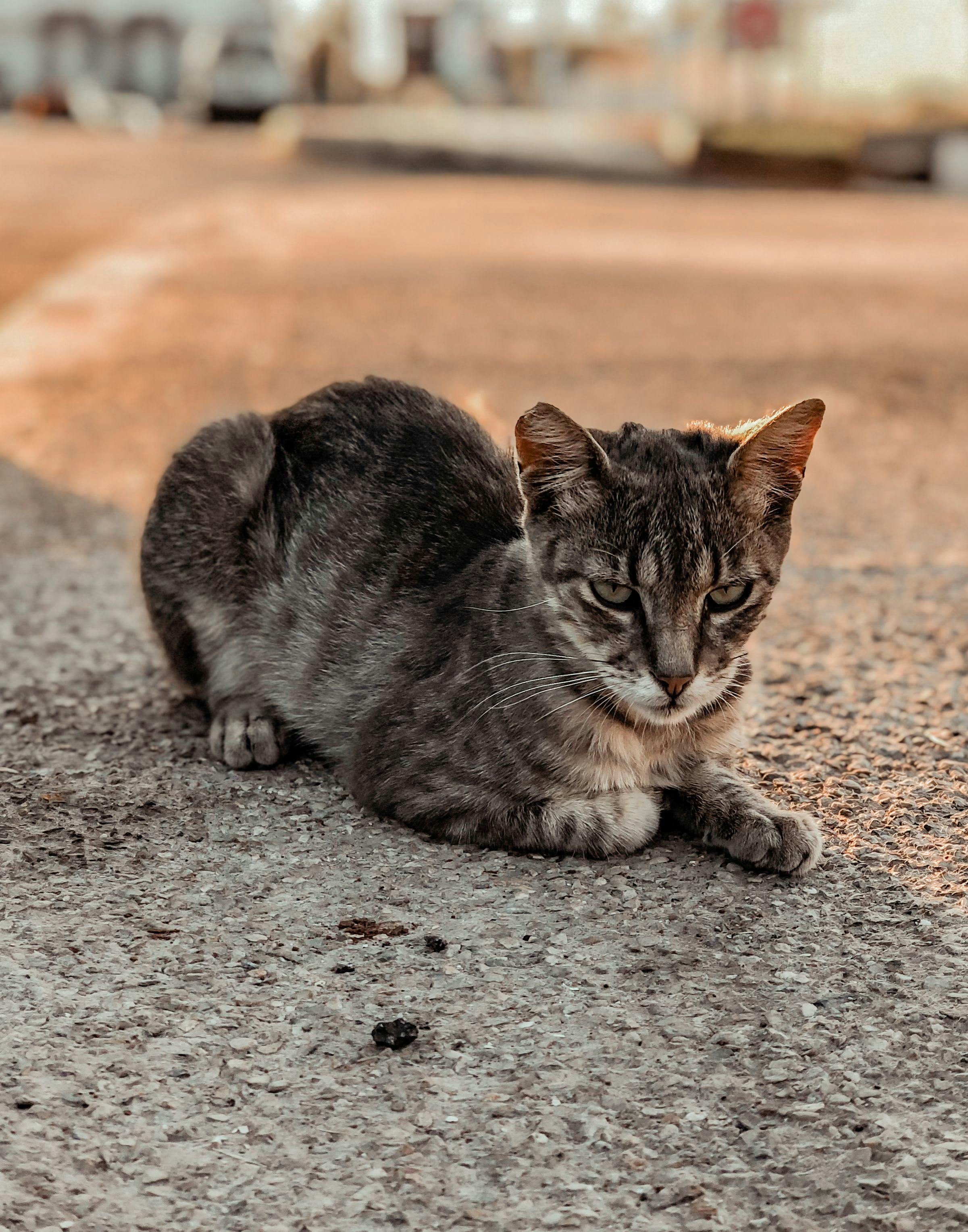 A Tabby Cat on the Ground · Free Stock Photo