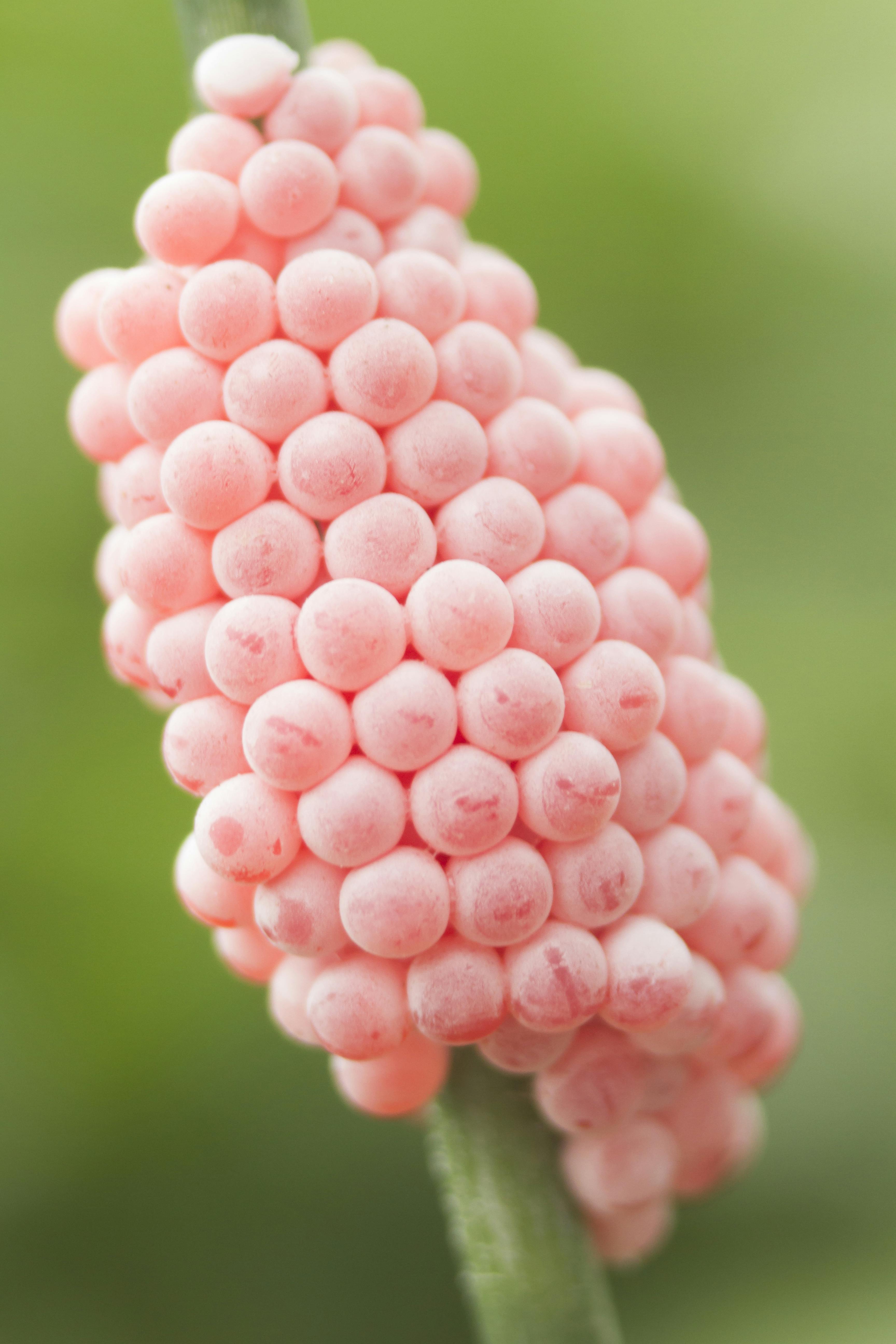 Pink Round Fruits in Close Up Photography · Free Stock Photo