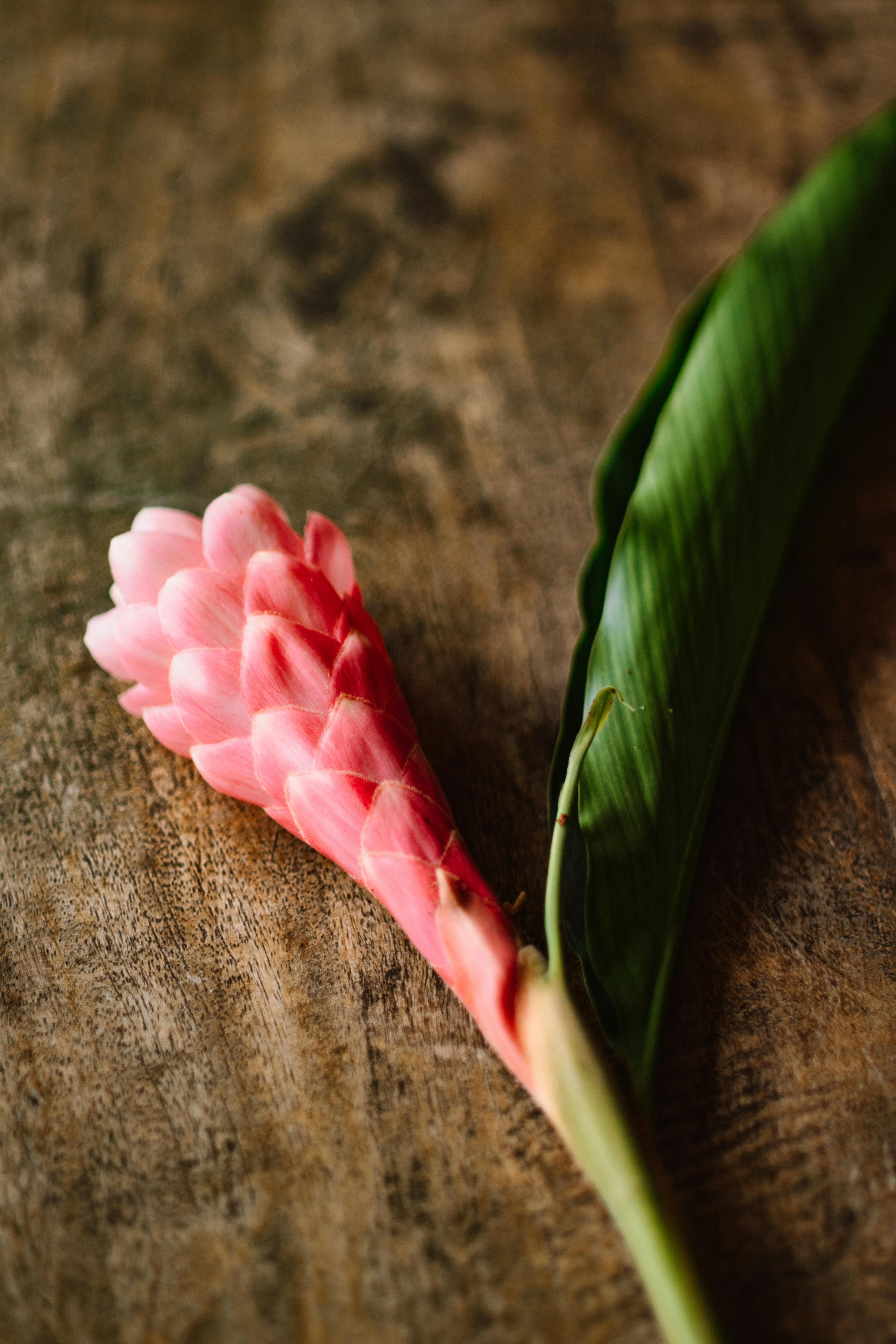 Awapuhi Flower on Wooden Surface · Free Stock Photo