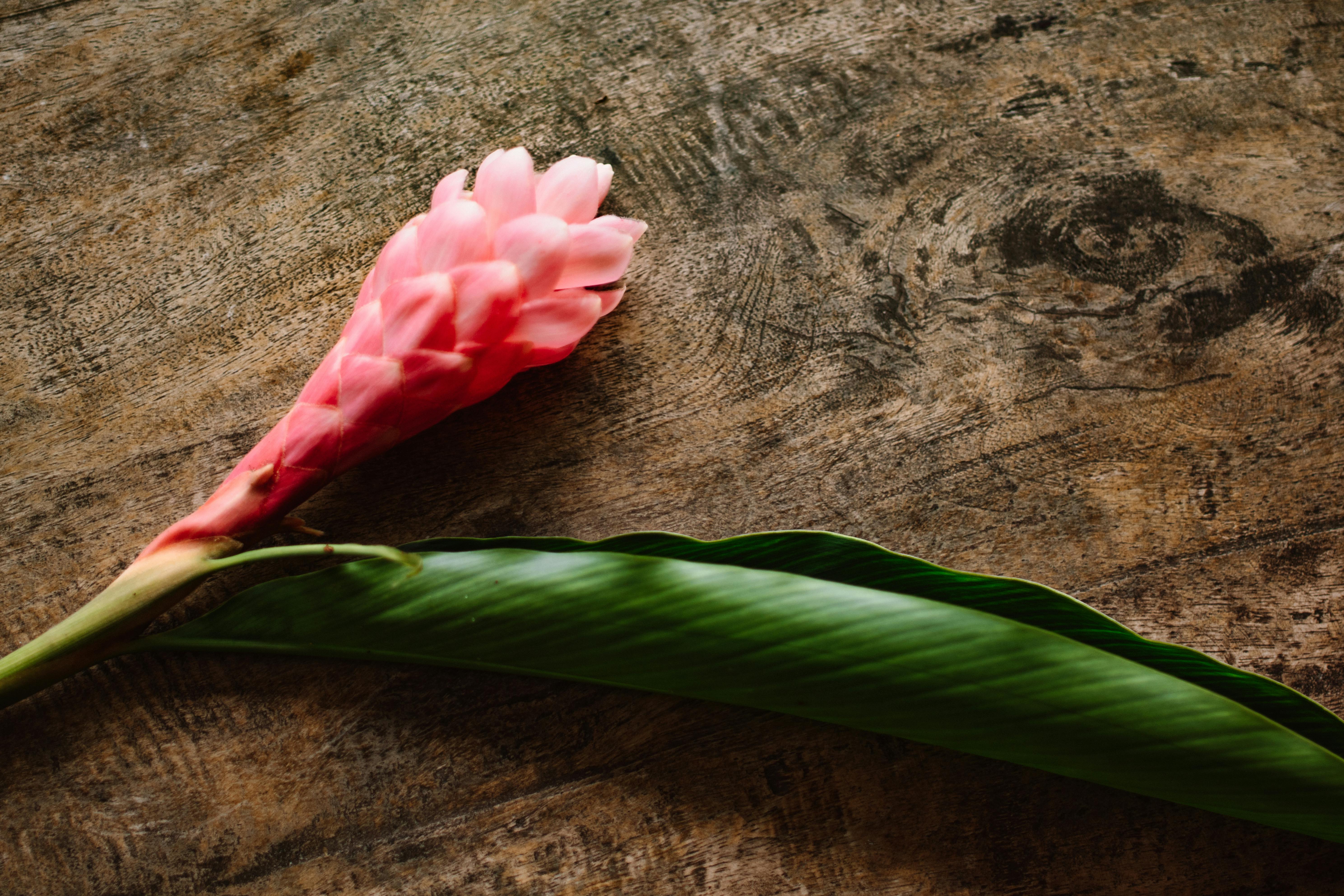 Pink Awapuhi Flower with Long Leaf · Free Stock Photo