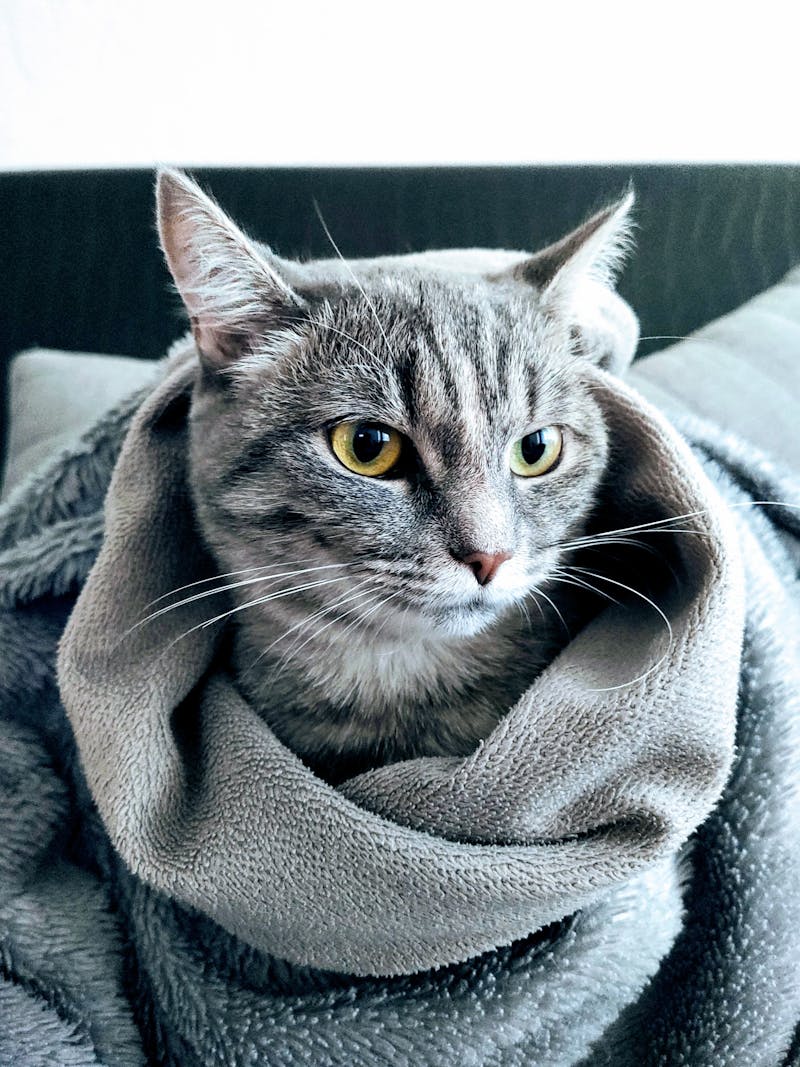 Best Sherpa Photos · 100% Free Download · Pexels Stock Photos