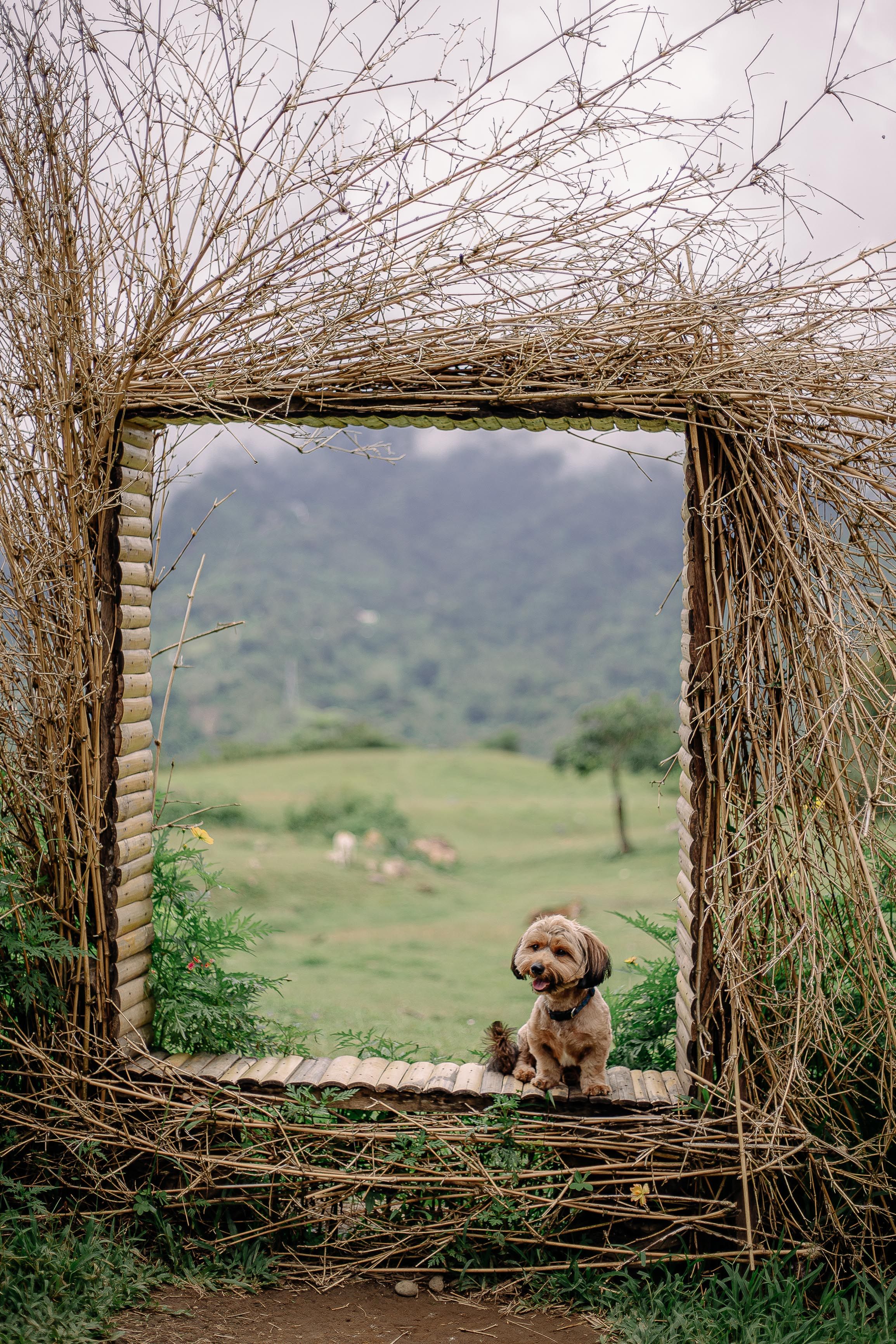 A Black Dog Sitting Outside · Free Stock Photo