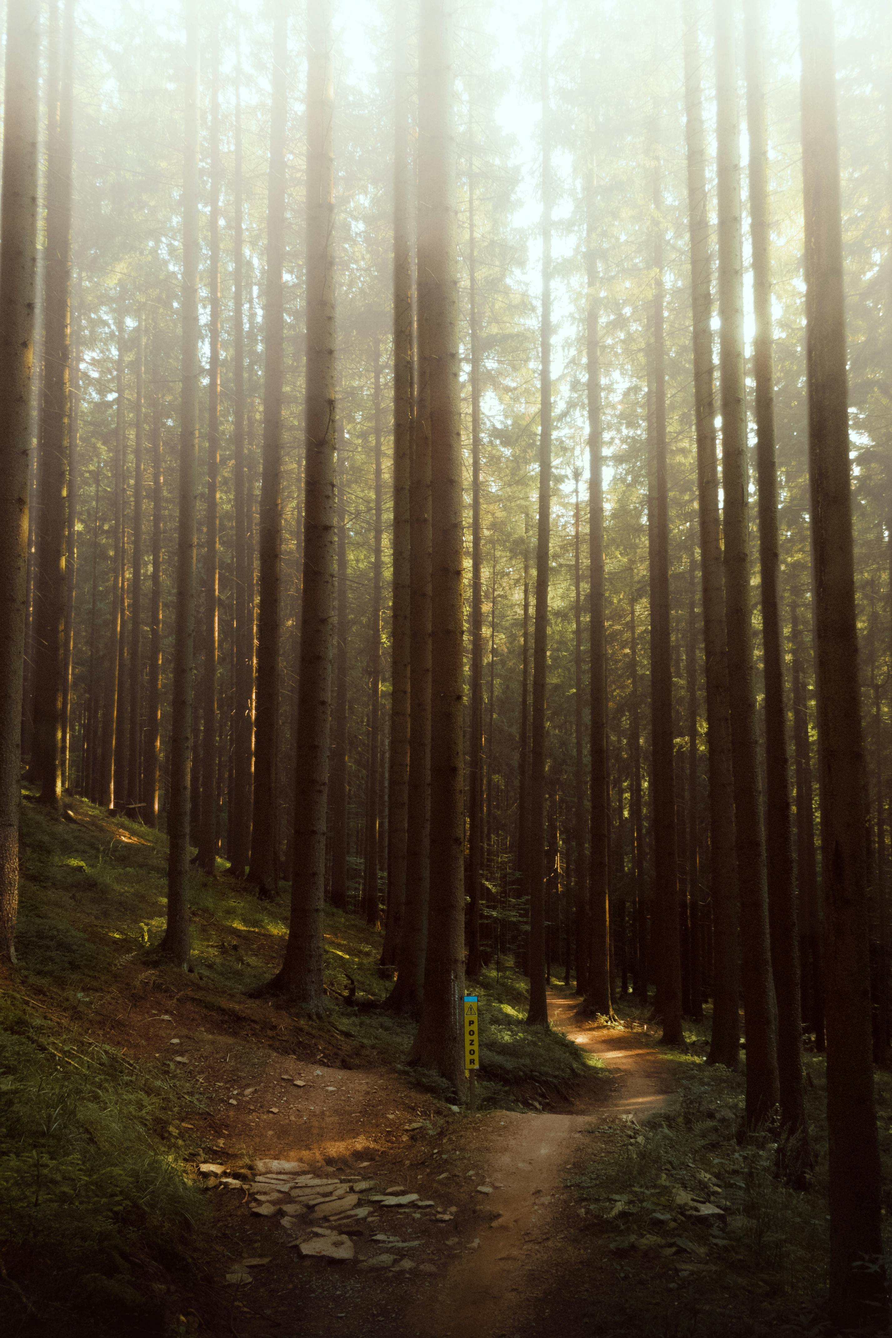 Person In The Middle Of A Forest · Free Stock Photo