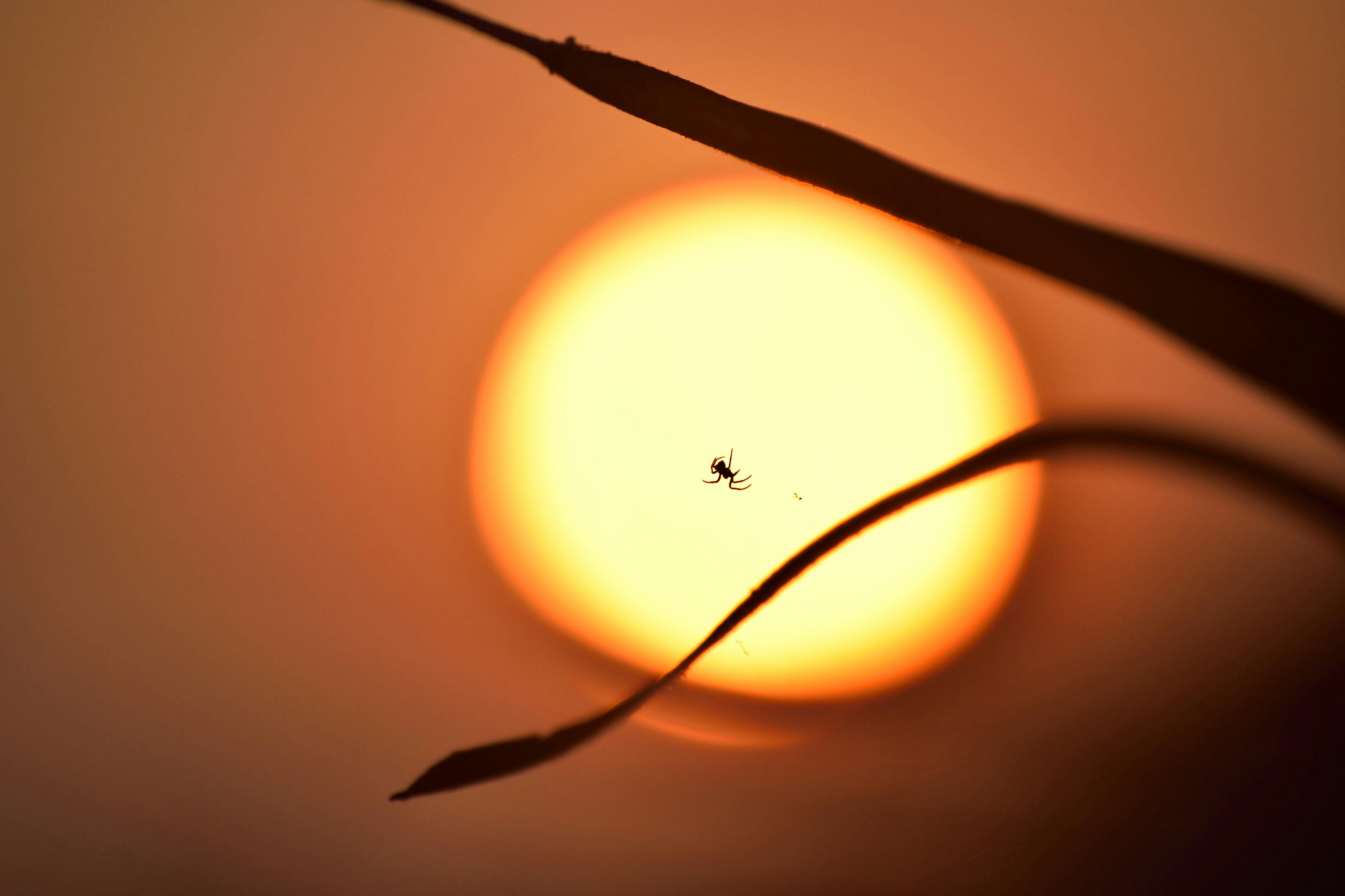 Spider Blade Photos, Download The BEST Free Spider Blade Stock Photos ...